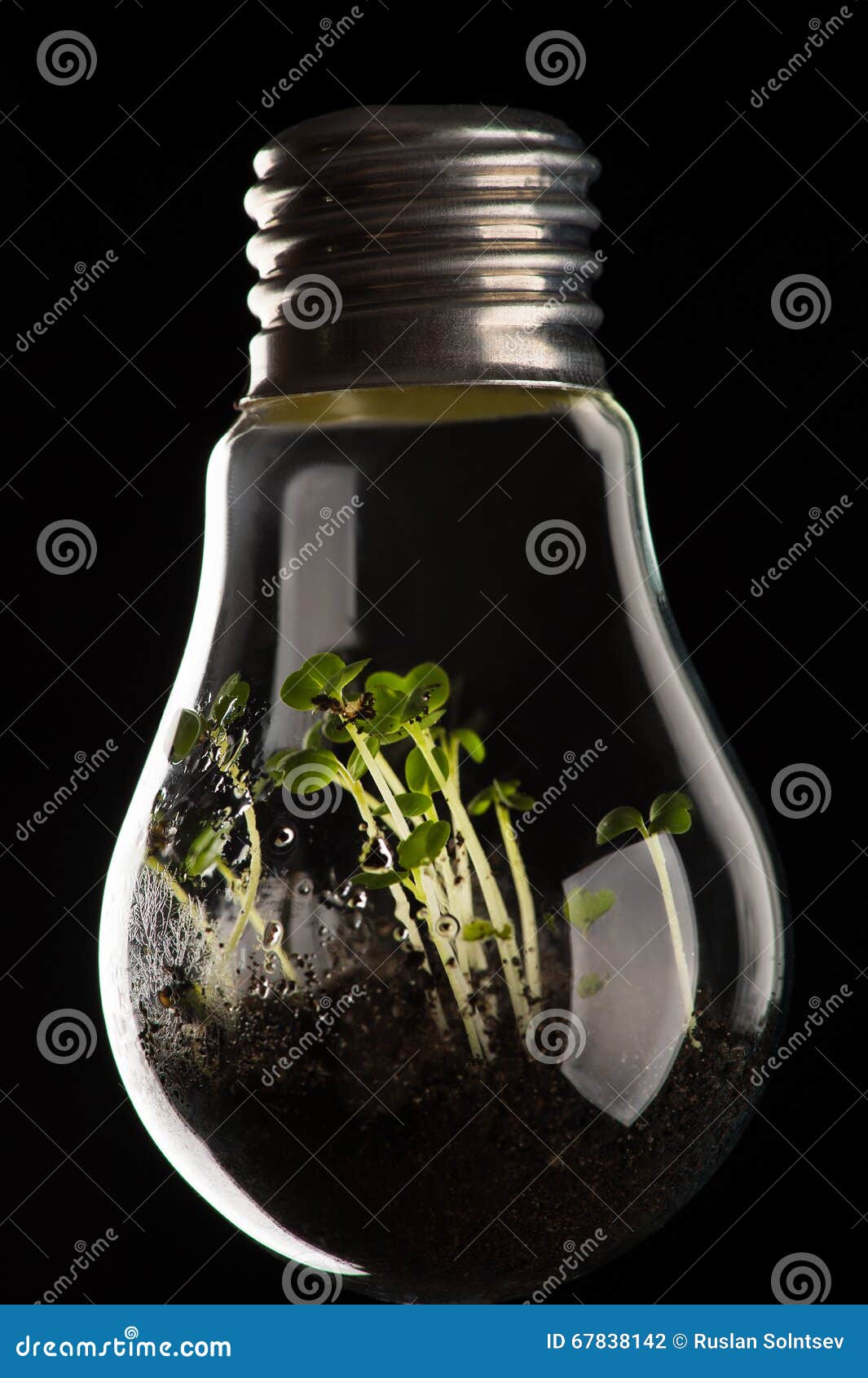Plants Growing in Light Bulb, Concept Stock Photo - Image of ...