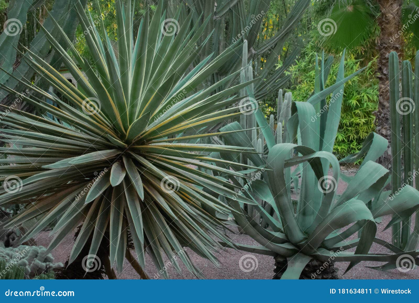 Plants Growing Next To Each Other Surrounded by Trees Stock Image ...