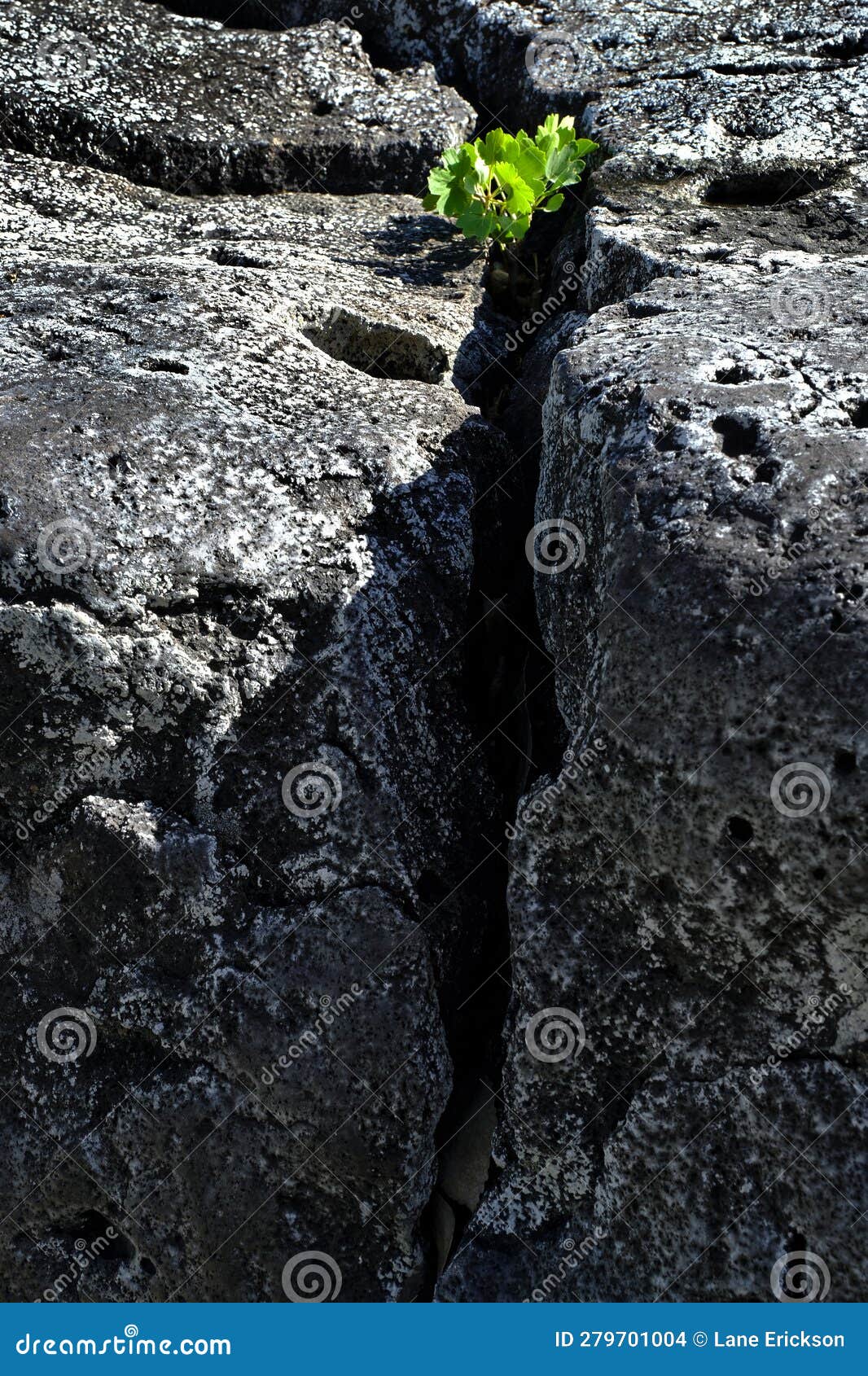 Plants Growing Out of Rocks Showing Fortitude and Persistence Stock ...