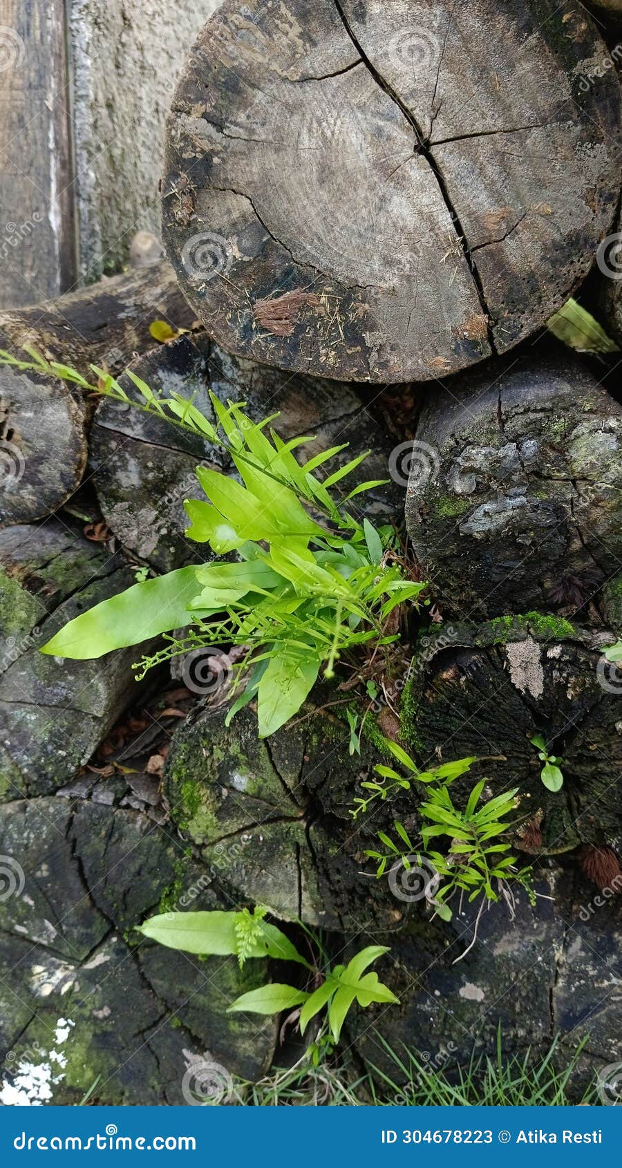 The Plants Growing among Piles of Rotting Wood Stock Image - Image of ...