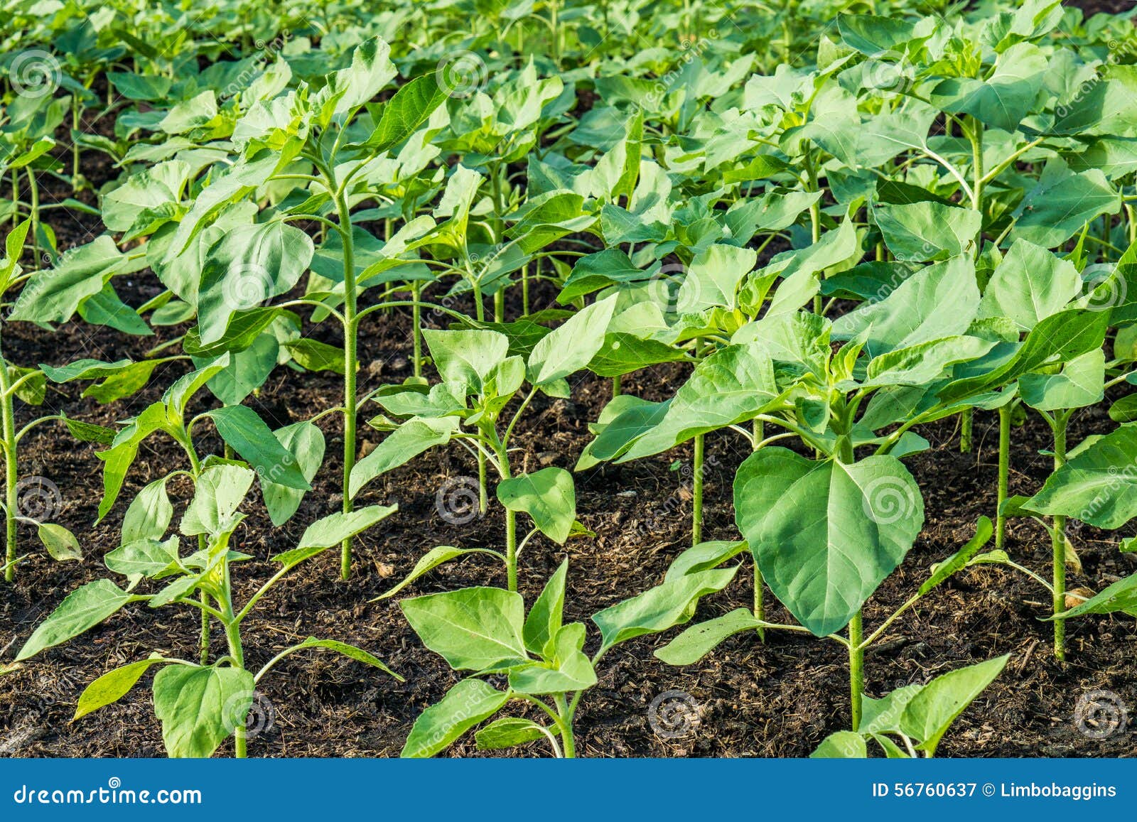 Plants growing in the plot stock image. Image of fresh - 56760637