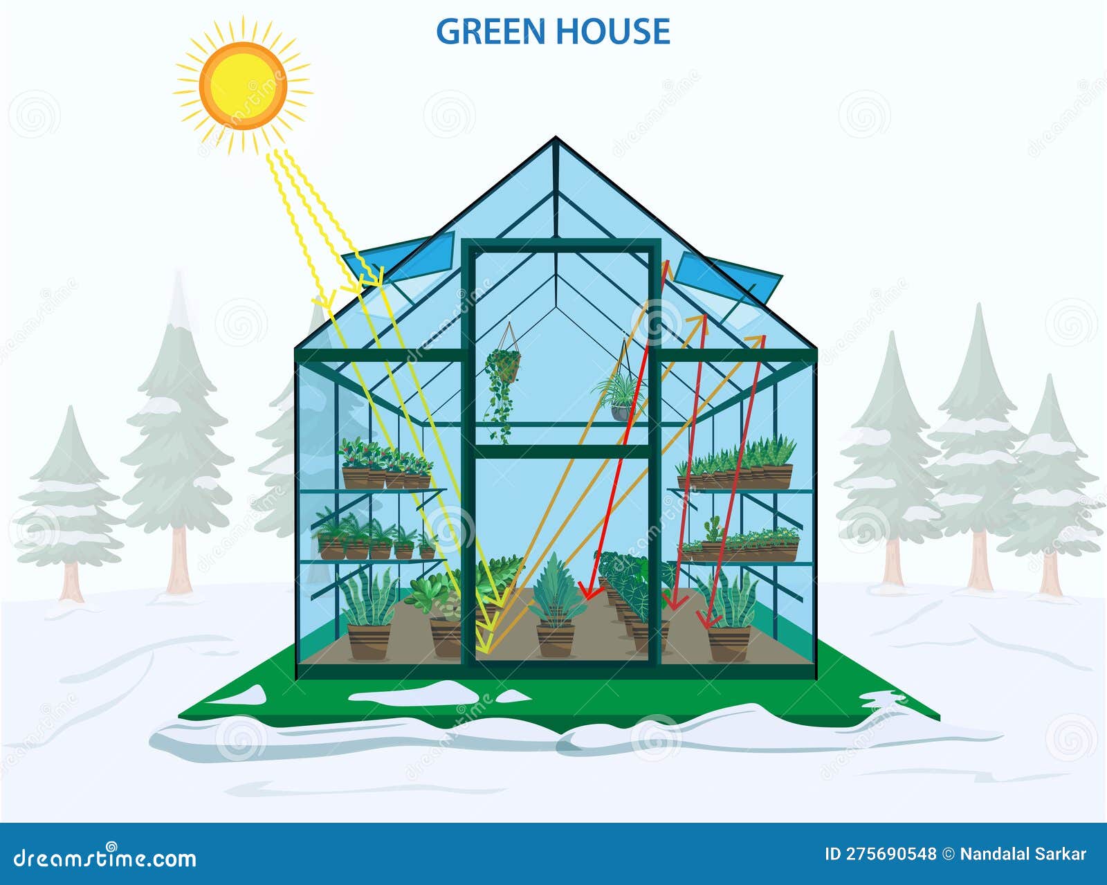 The Process Of Growing Plants. Stages And Timeline Infographic Of ...