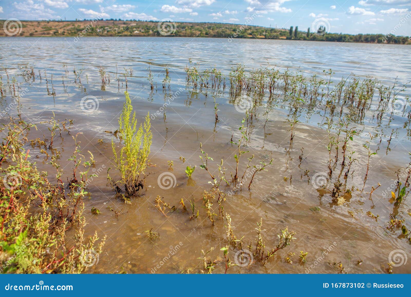 Plants in the puddle stock photo. Image of backwoods - 167873102