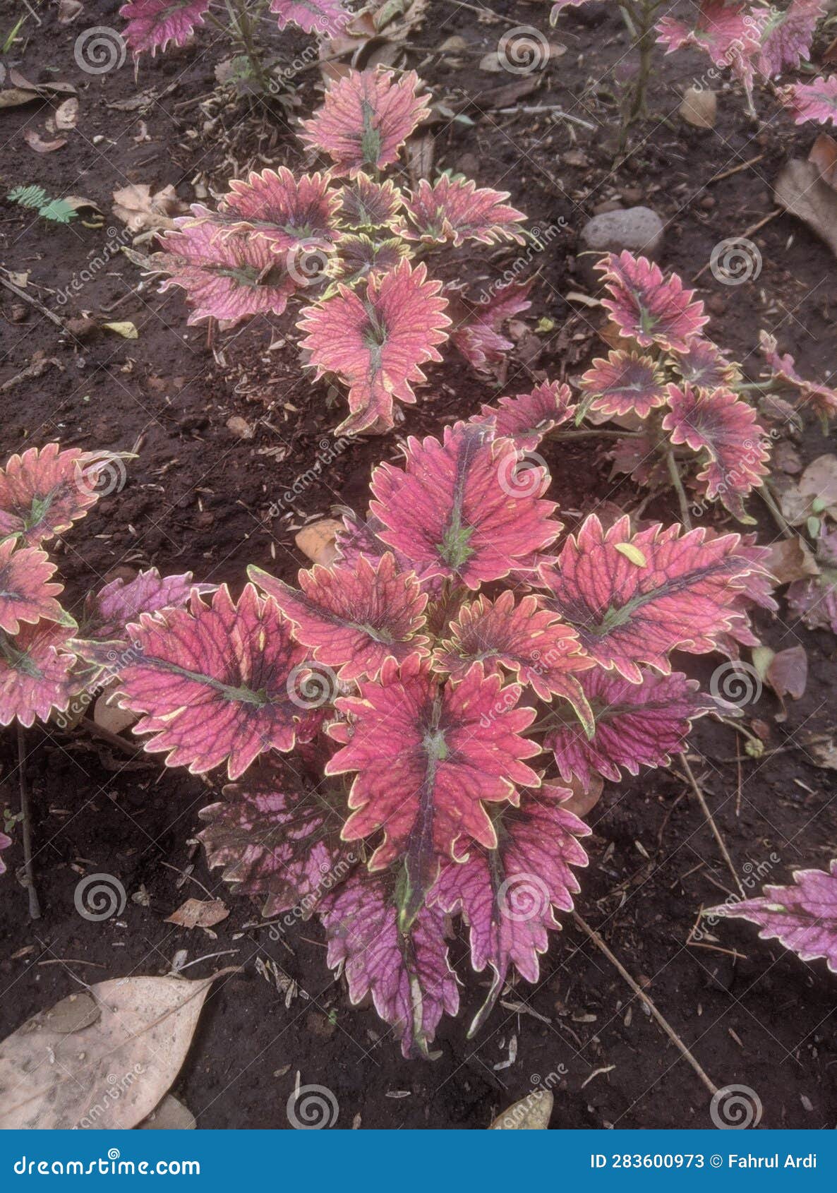 Plants Growing by the Roadside Stock Image - Image of plants, pink ...