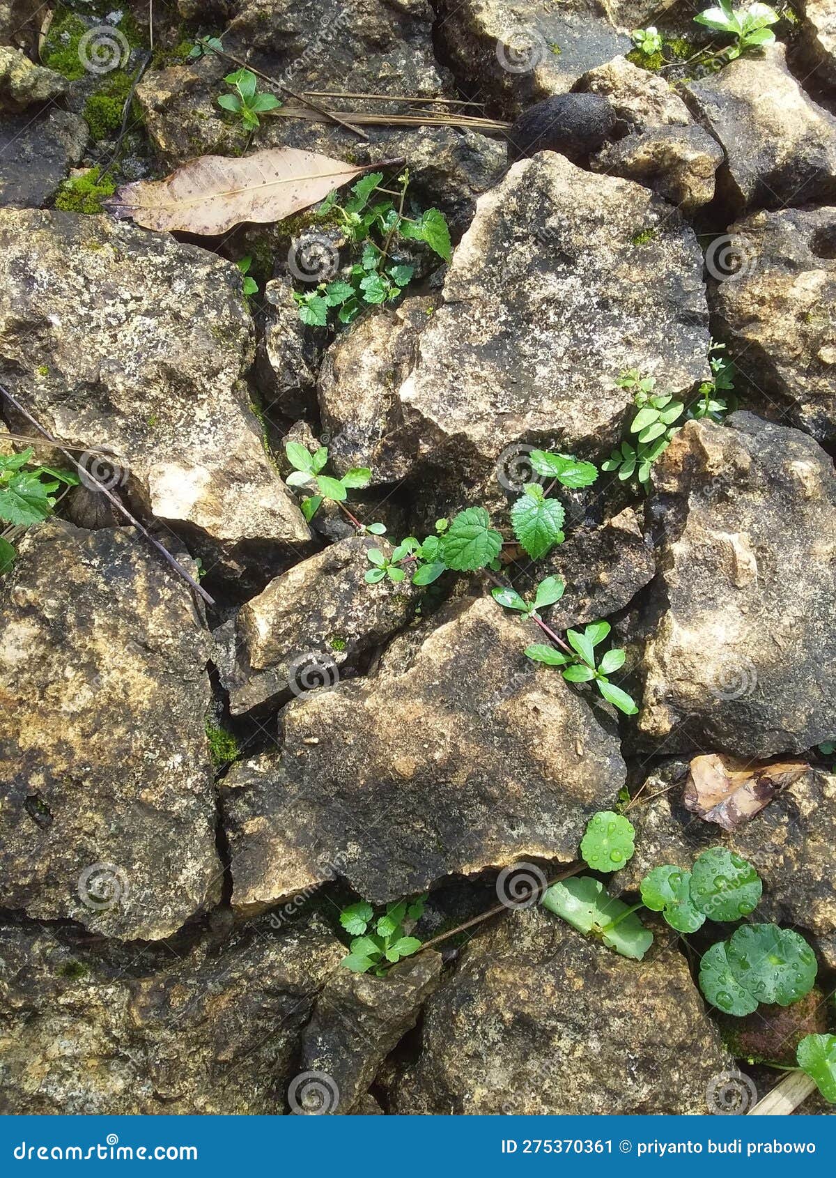 Plants Growing among the Rocks. Stock Image - Image of geology, rock ...