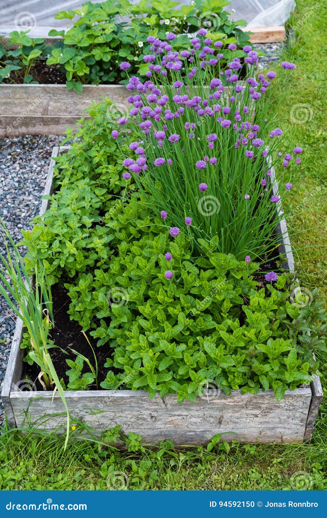 Plants Growing in a Rural Home Stock Photo - Image of agriculture ...