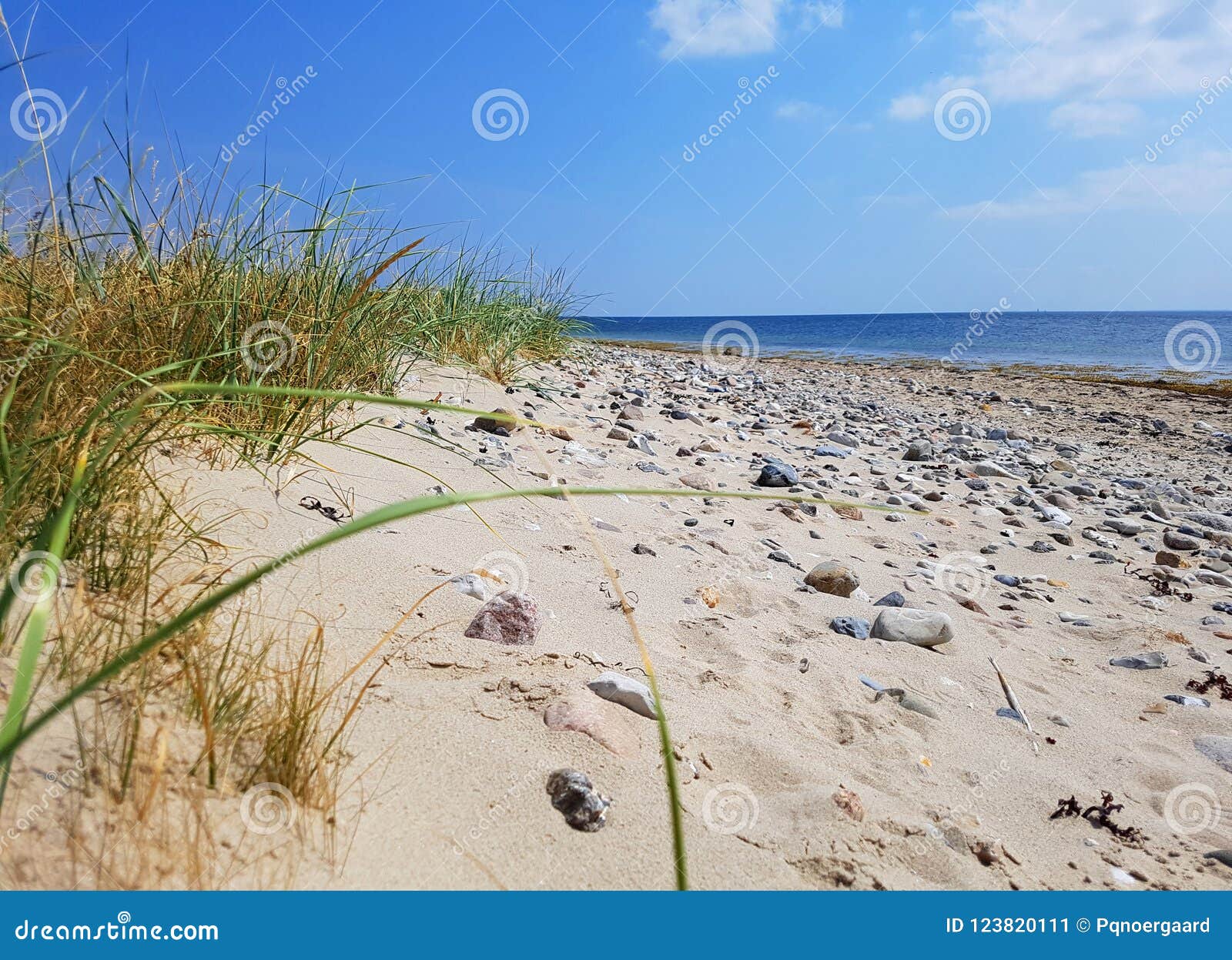 Plants Growing in the Sand at the Beach Stock Image - Image of coast ...
