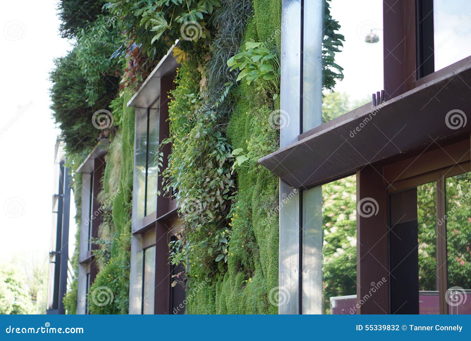 Plants Growing On The Side Of A Building Stock Photography ...