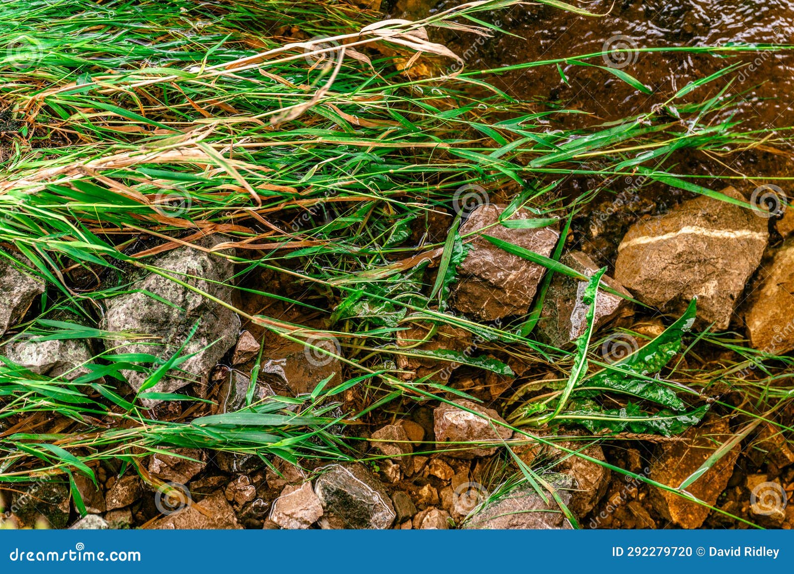 Plants Growing in Small Stream Stock Photo - Image of natural, plants ...