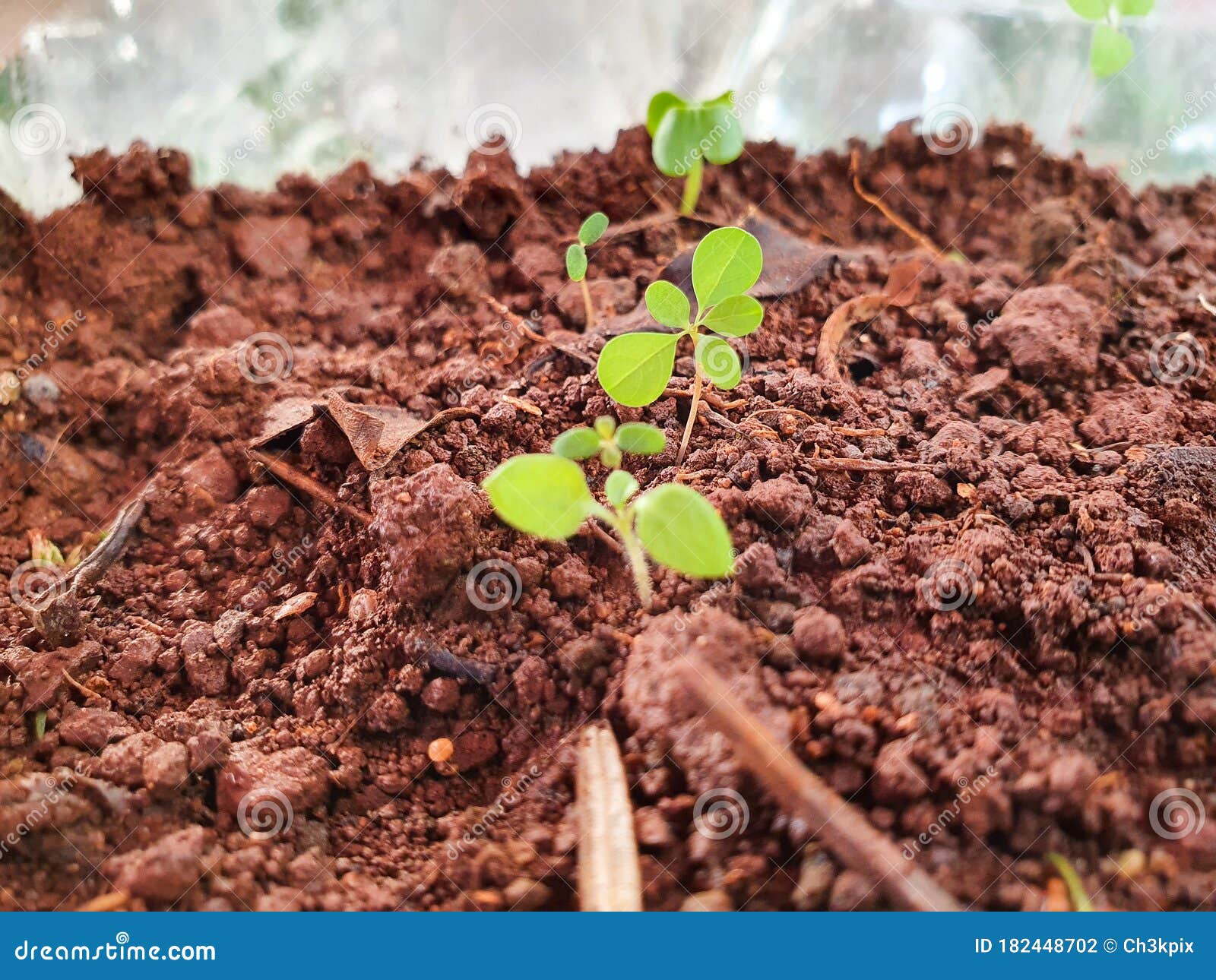 Plants growing on the soil stock photo. Image of soil - 182448702