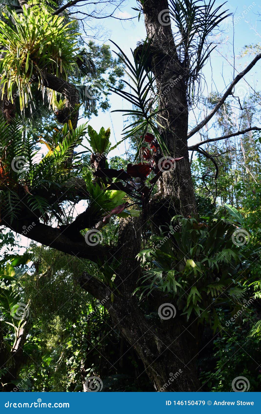 Plants Growing on a Large Trees Stock Image - Image of background ...