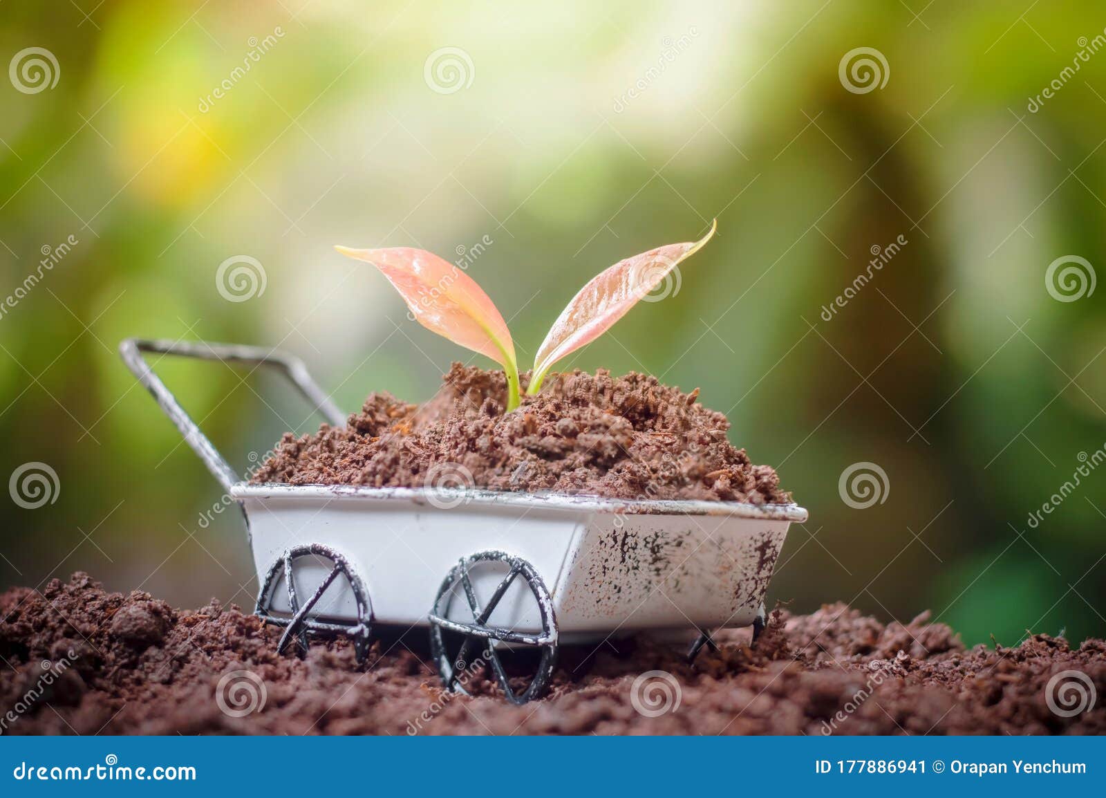 Plants stock image. Image of wheel, fertility, growing - 177886941