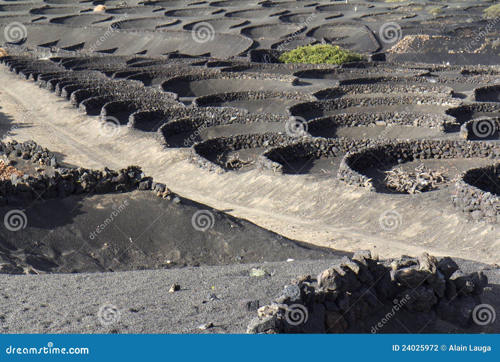 Plants are Growing in Volcanic Lapilli Stock Photo - Image of ...