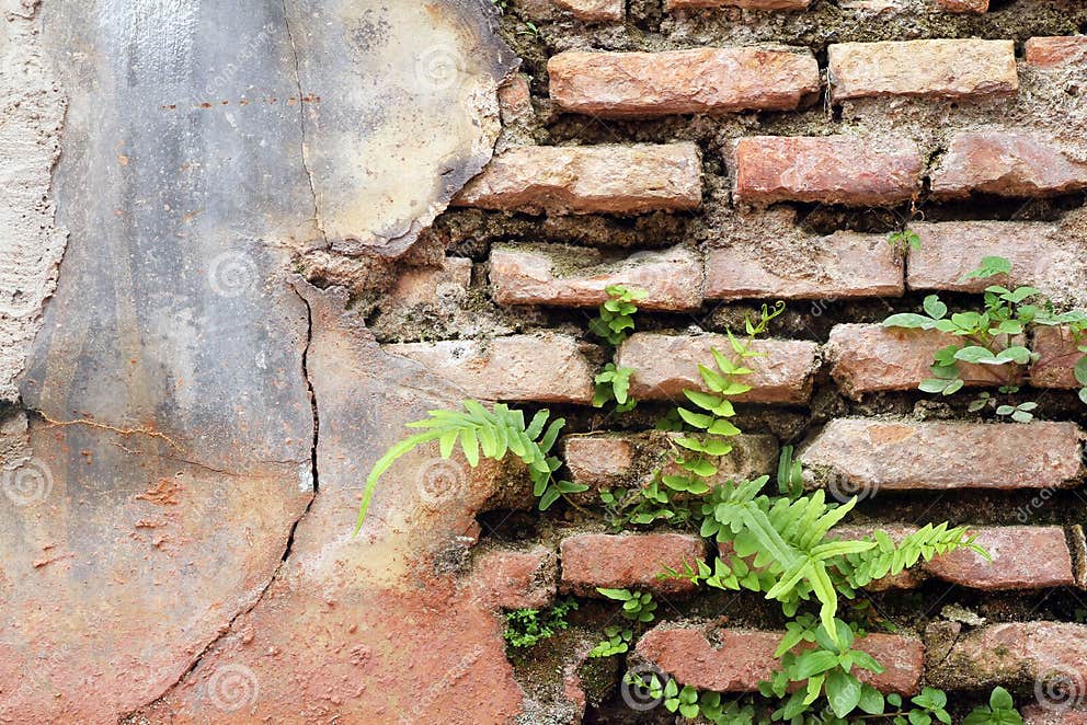 Plants Growing from Weathered Brick Structure Wall Stock Photo - Image ...
