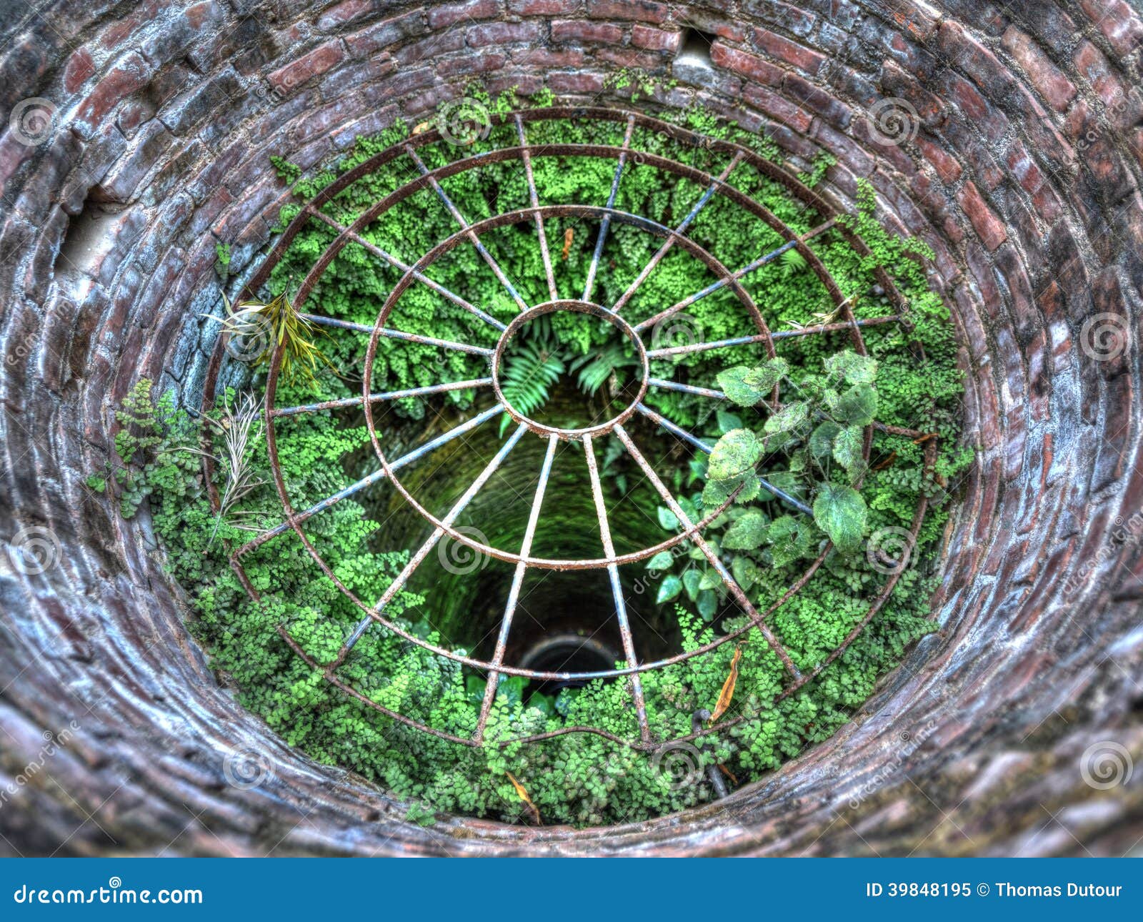 Plants Growing in a Well, HDR Stock Image - Image of deep, plants: 39848195