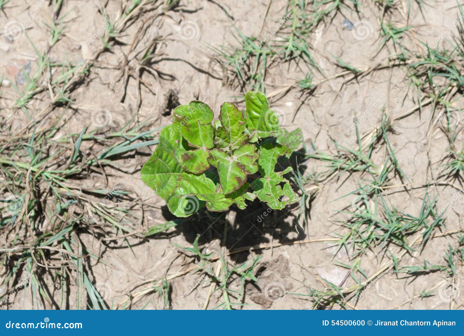 Plants grown on dry land stock photo. Image of survival - 54500600