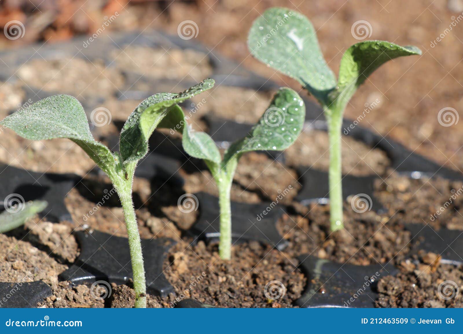 Plants Grown on Seedling Tray or Germination Tray. Organic Agriculture ...