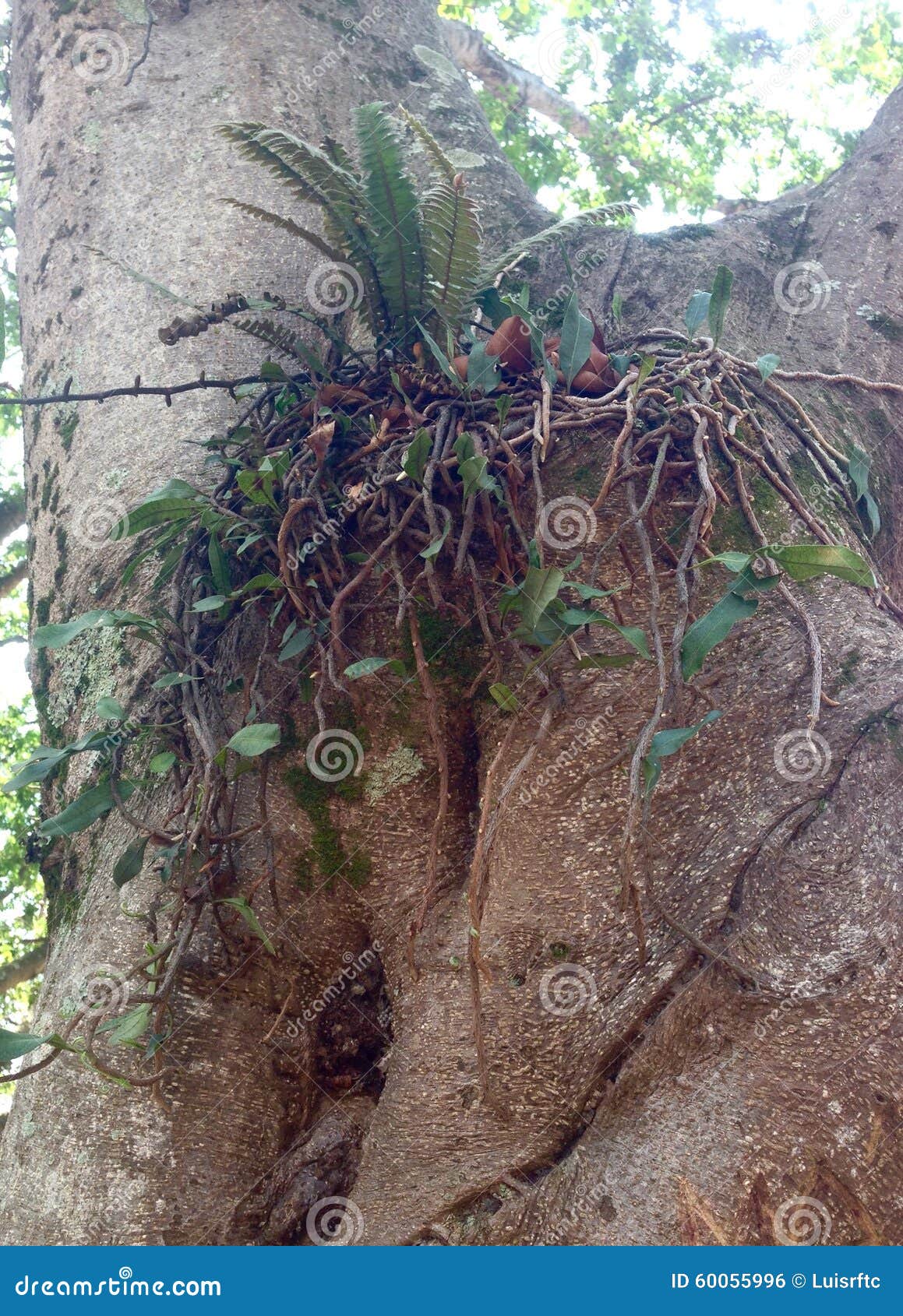 Plants stock photo. Image of trunk, plants, grown, roots - 60055996