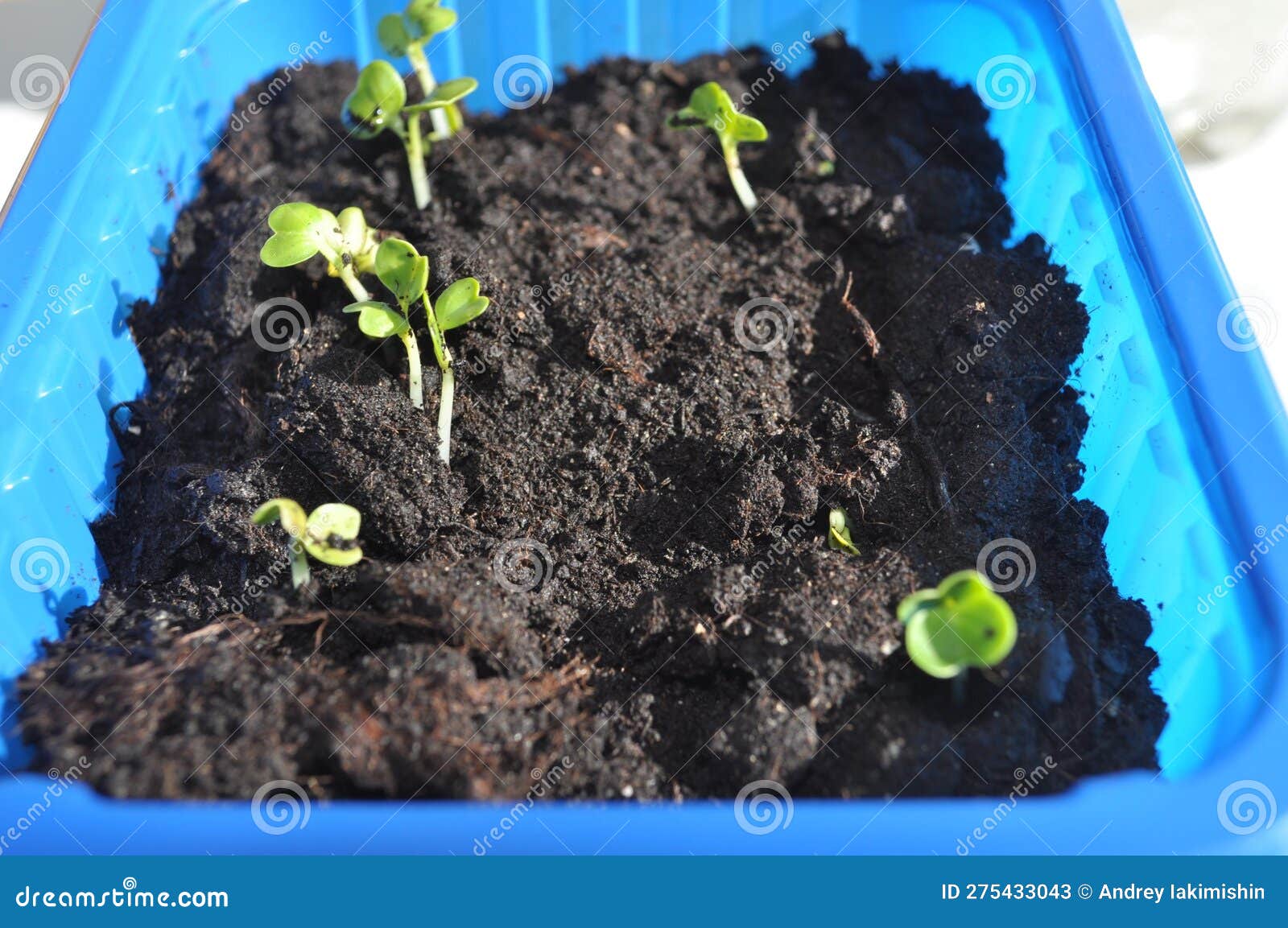 Plants Growth from Seed in a Blue Pat Stock Image - Image of land ...