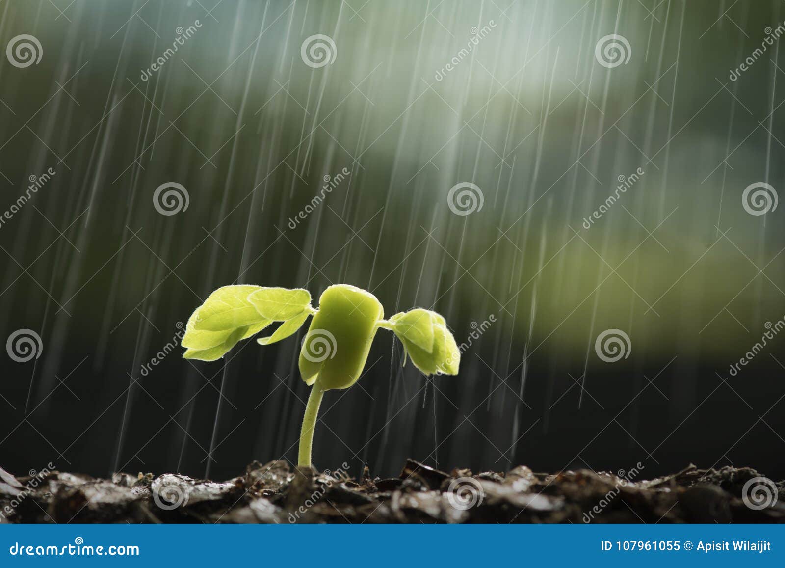 Plants Growth from Seed with Raining. Stock Image - Image of beauty ...