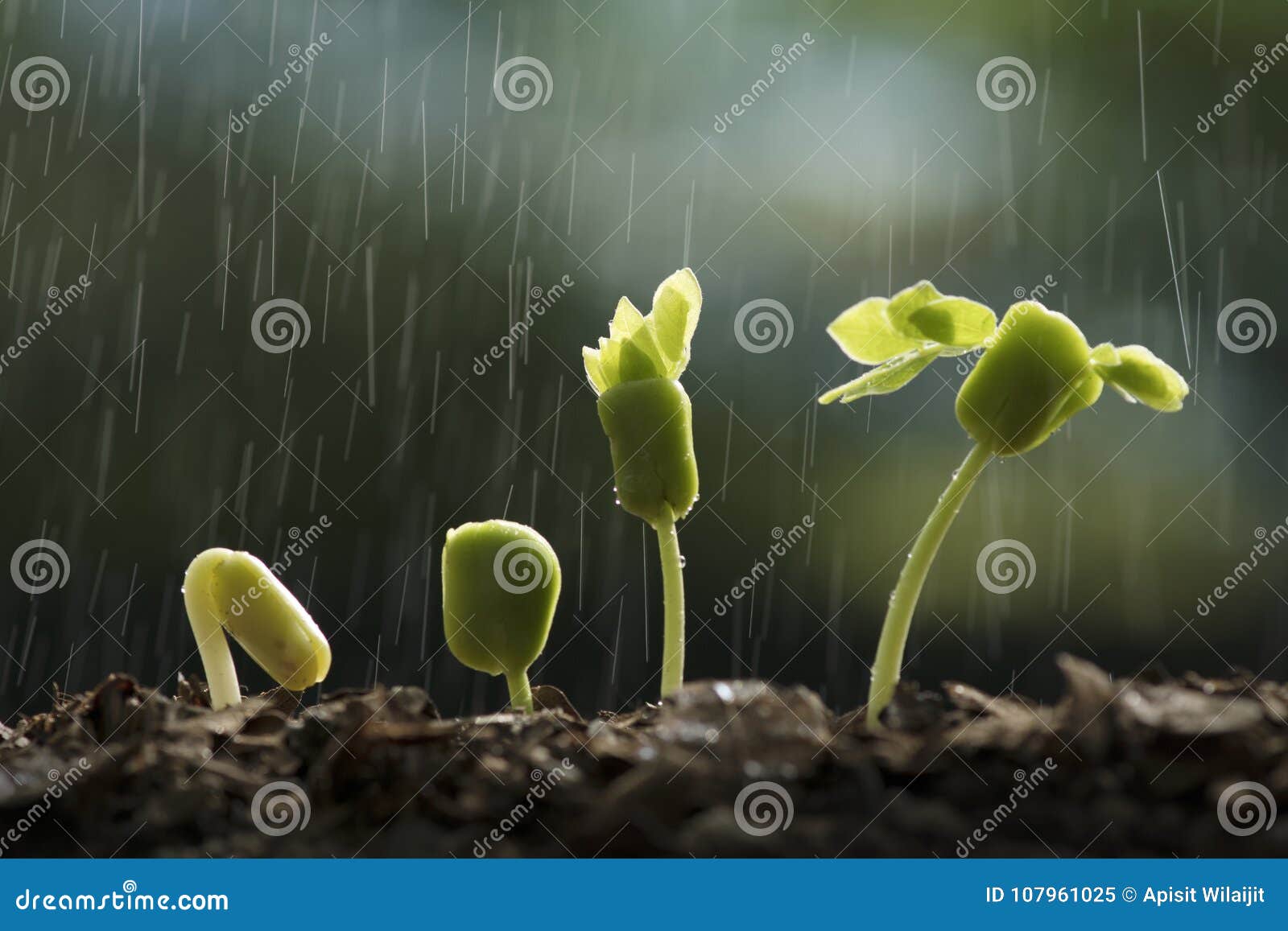 Plants Growth from Seed with Raining. Stock Image - Image of food ...