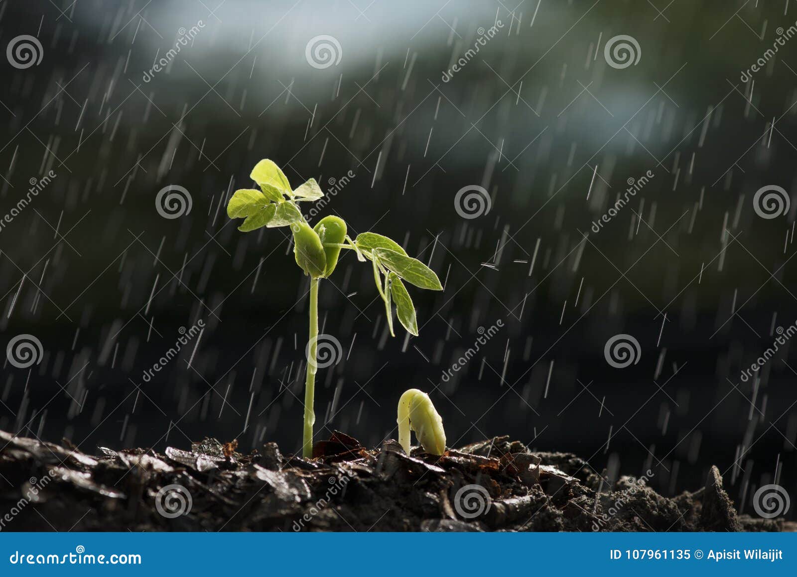 Plants Growth from Seed with Raining. Stock Image - Image of oriental ...