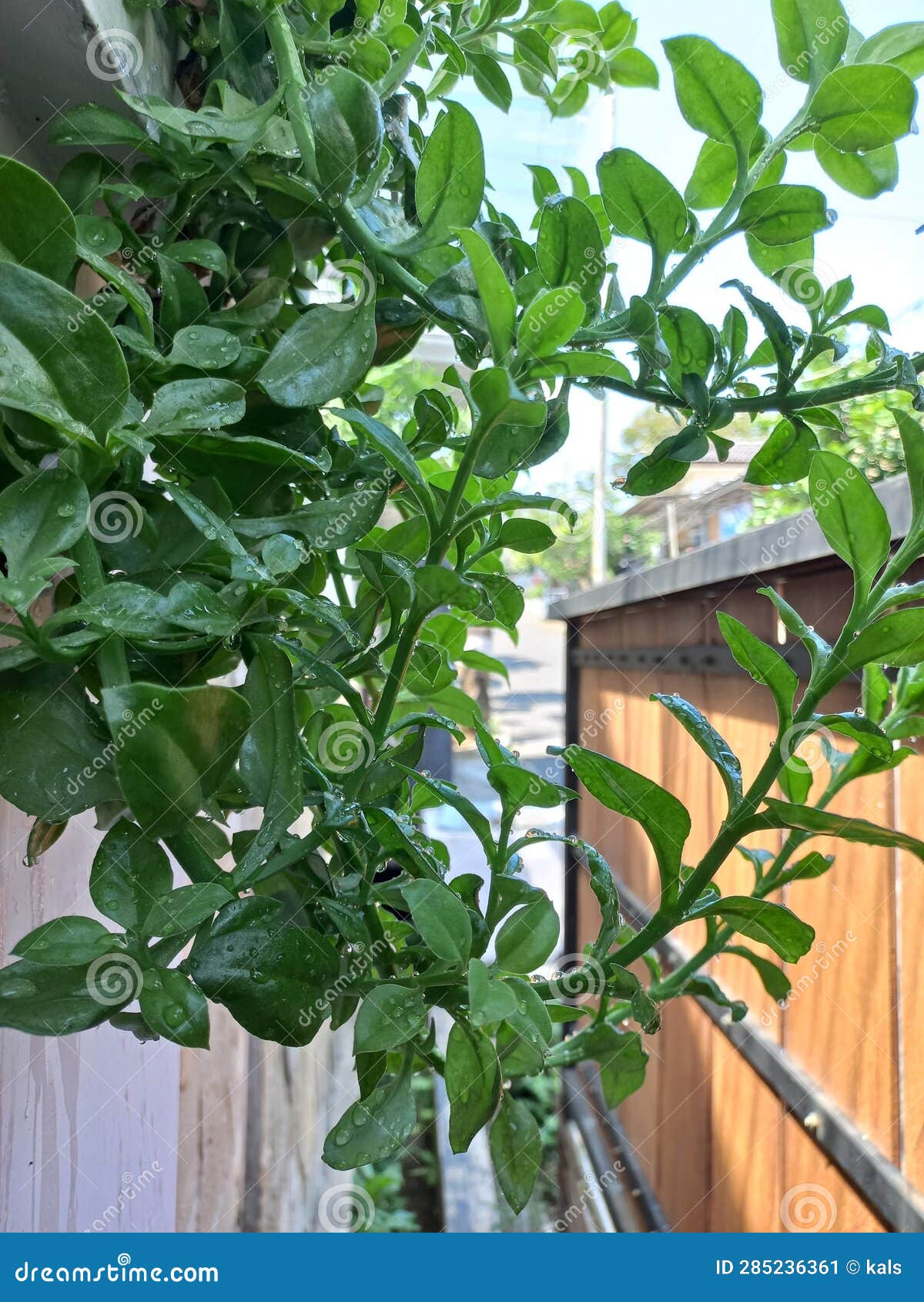 Plants Hanging Down with Lots of Very Pretty Green Leaves Stock Image ...