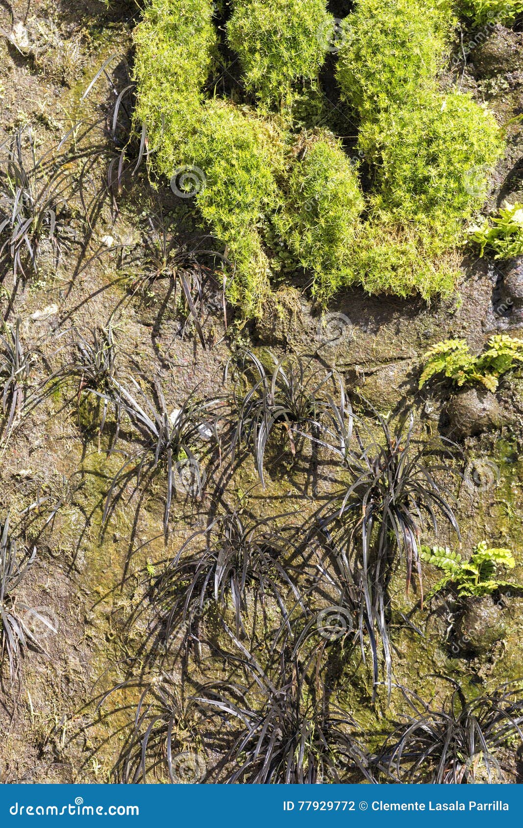 Plants Hanging Ona Natural Facade Stock Photo - Image of background ...