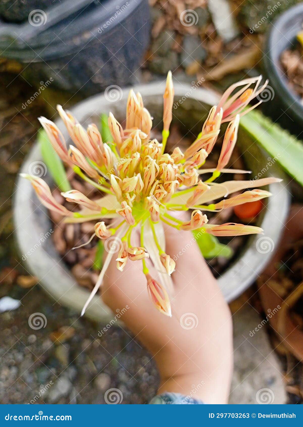 Plants that Have Not yet Bloomed Stock Image - Image of bloomed, bloom ...