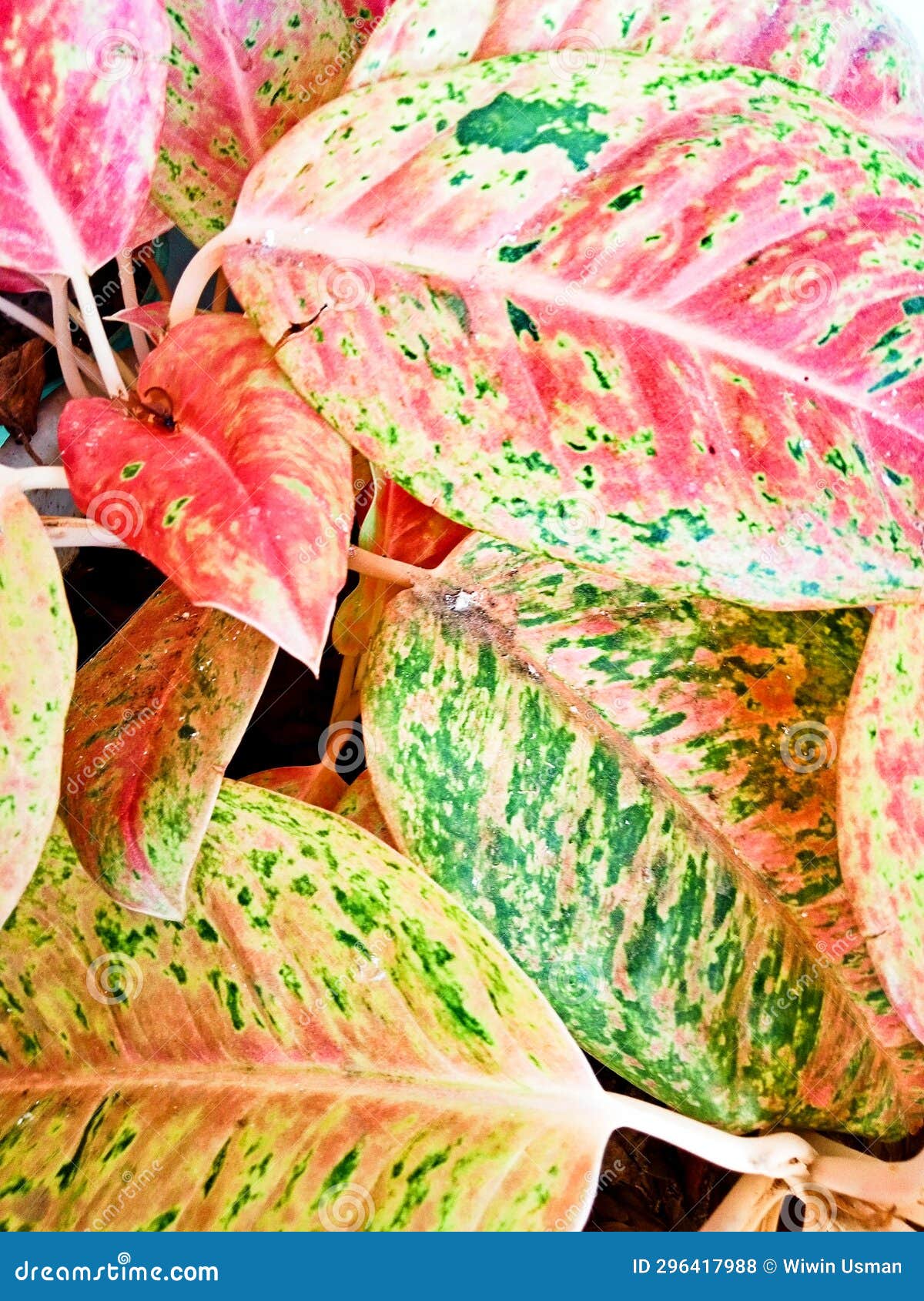 Patterned leaf plants stock photo. Image of leaf, fruit - 296417988