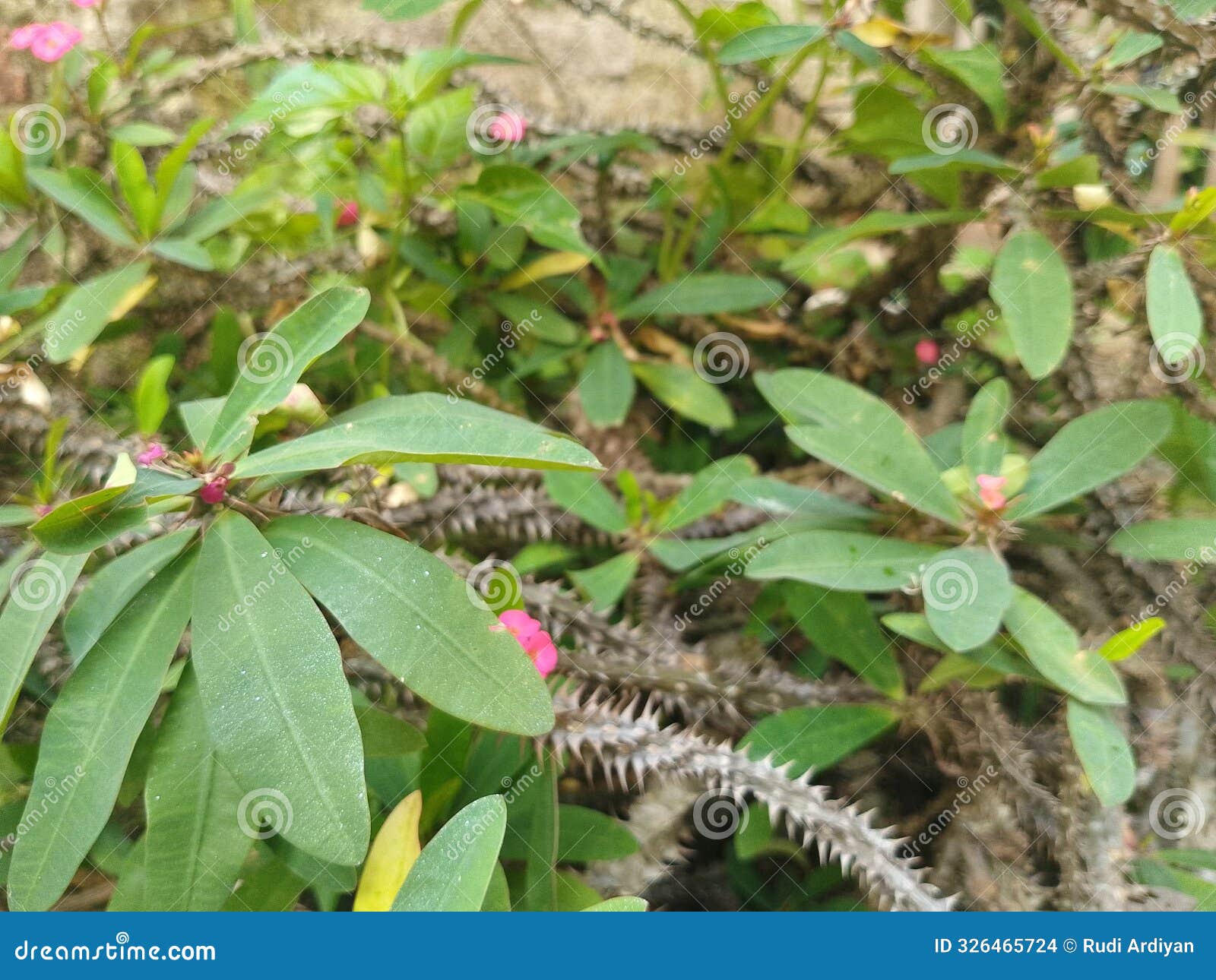 Plants that Have Sharp Spines To Protect Their Stems from Predators ...