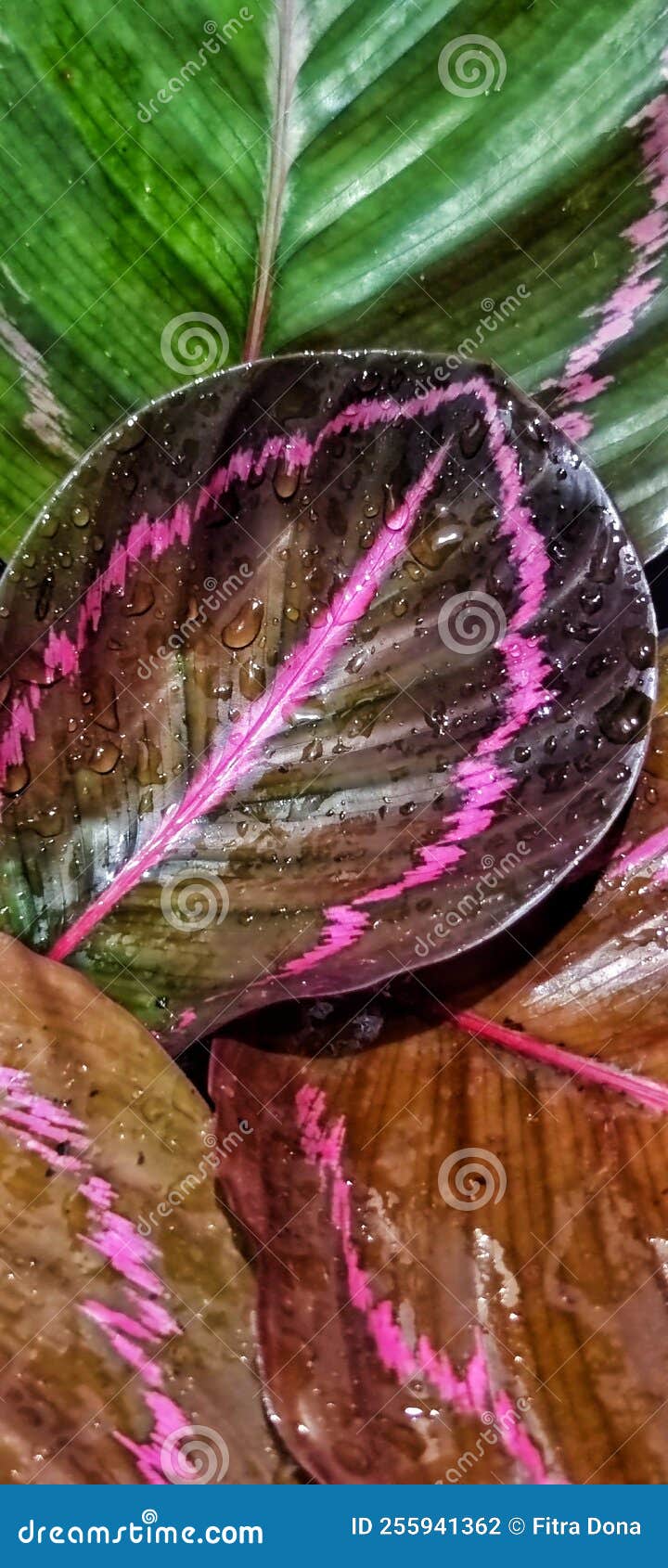 Plants after heavy rain stock photo. Image of organ - 255941362