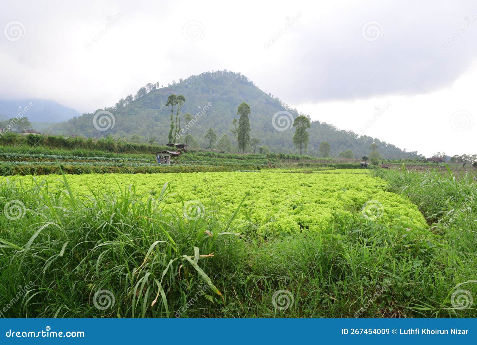Plants in the Highlands Located in East Java Stock Image - Image of ...