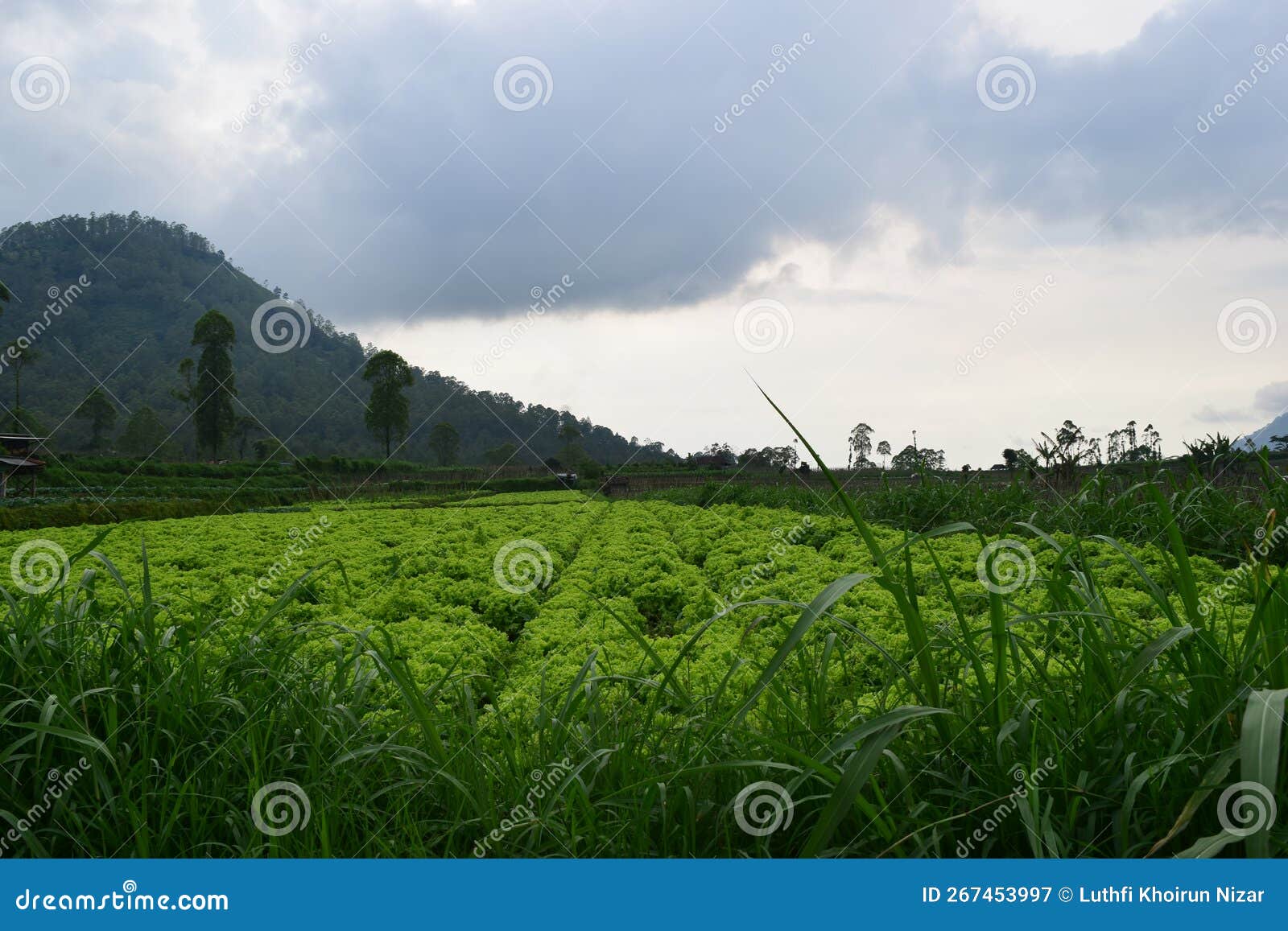 Plants in the Highlands Located in East Java Stock Image - Image of ...