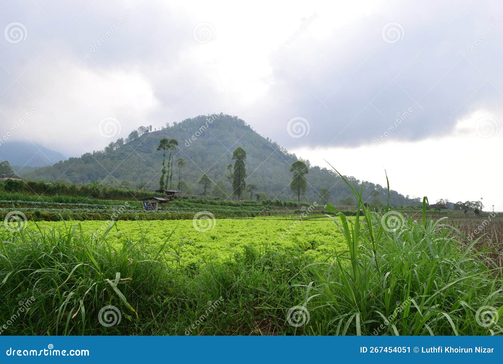 Plants in the Highlands Located in East Java Stock Image - Image of ...