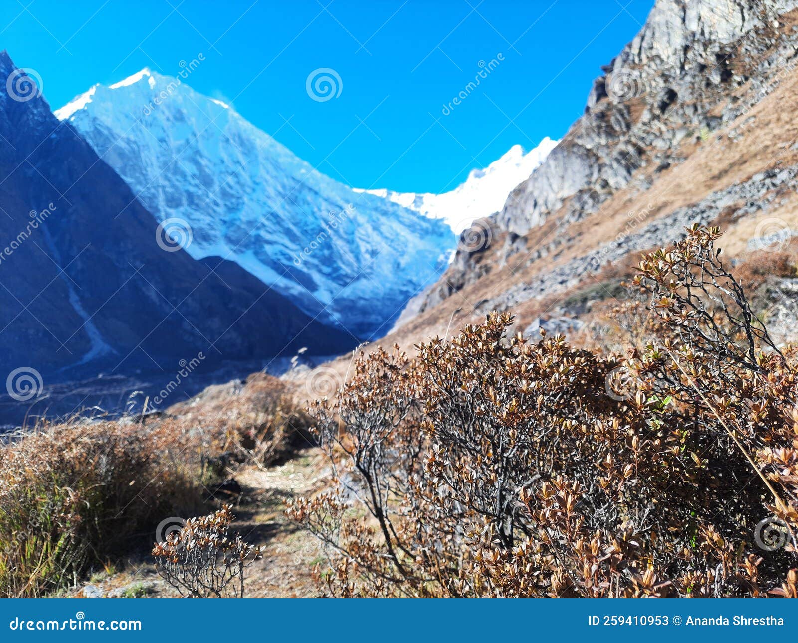 Plants Himalayas Height Plateu Mountains Stock Image - Image of height ...