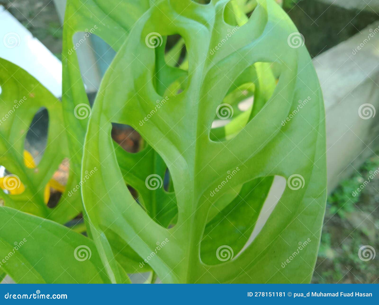 Plants with Hollow Leaves are so Foreign Stock Image - Image of like ...