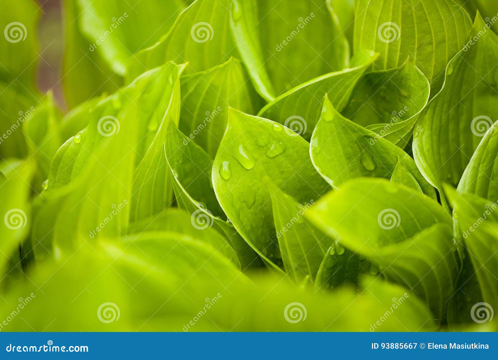 Plants Hosta Growing in Spring Garden. Stock Image - Image of grow ...