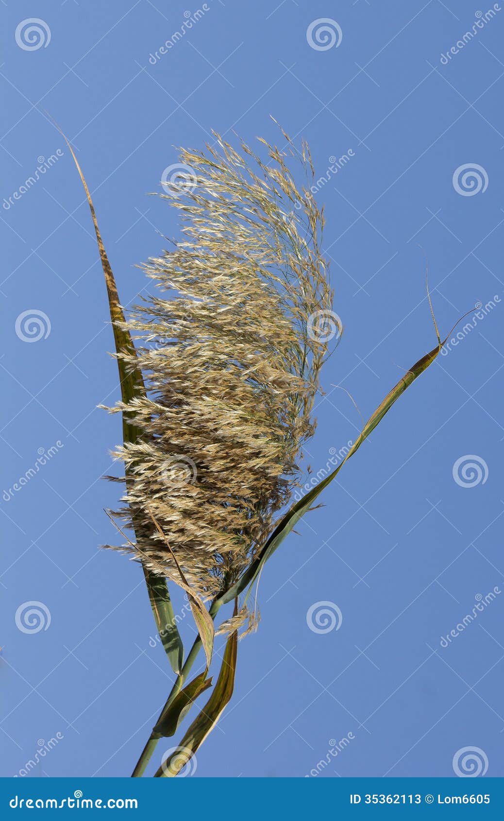 Plants in the Hula Nature Reserve Stock Image - Image of plant, heights ...