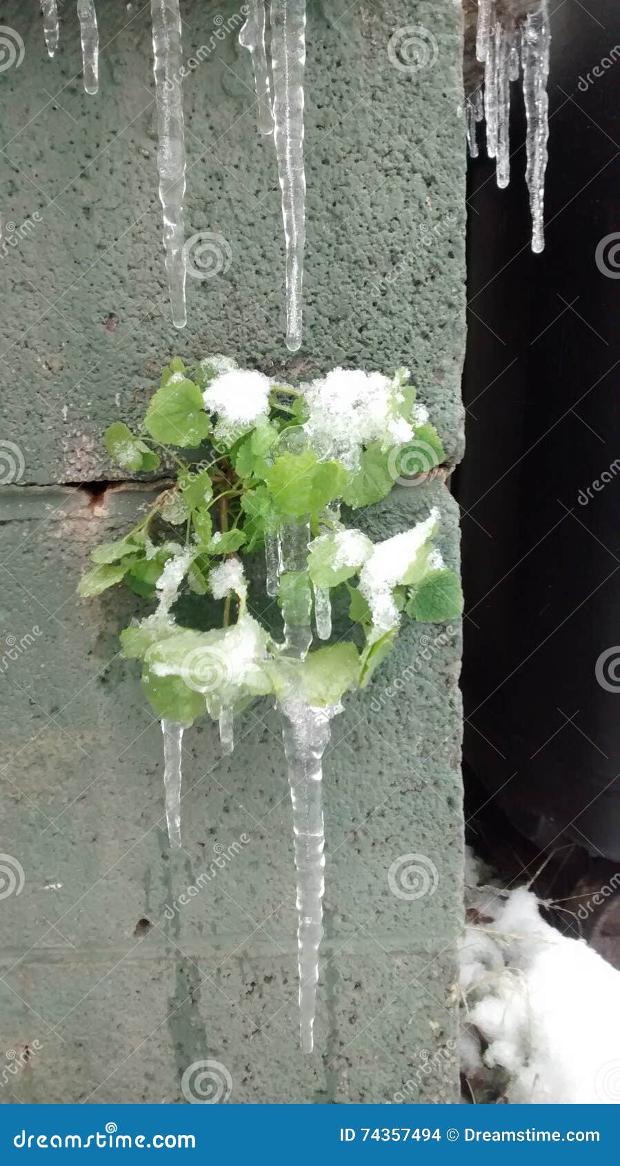 Plants in Ice stock photo. Image of growing, plants, white - 74357494