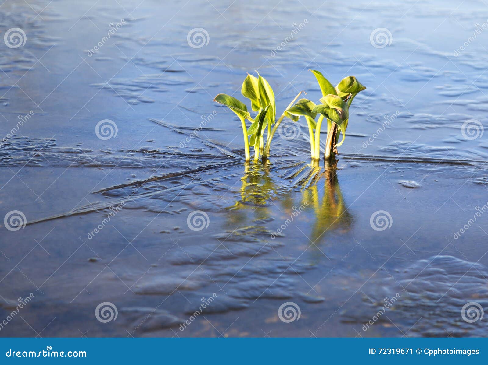 Plants in iced over pond stock image. Image of airing - 72319671