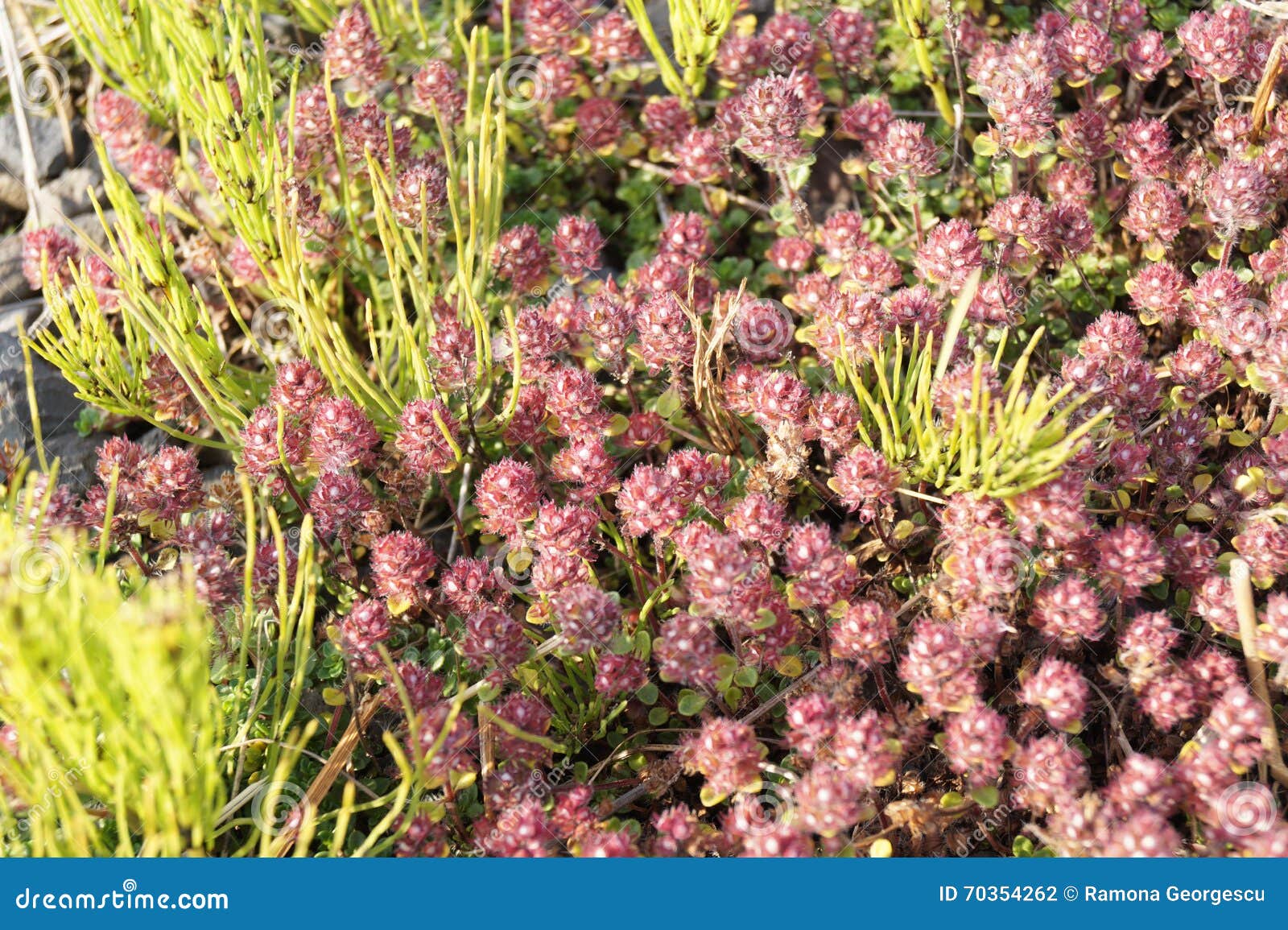 Plants in Iceland stock photo. Image of vegetation, nature - 70354262