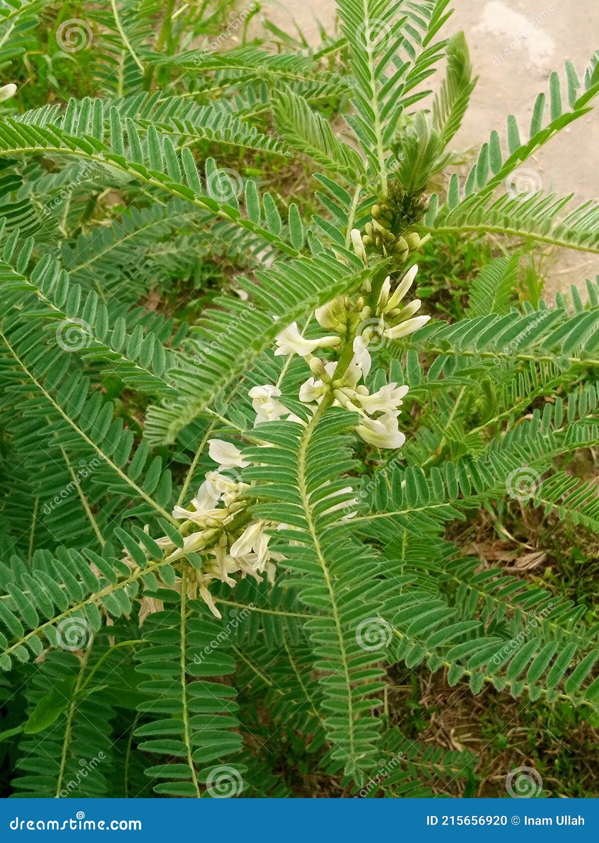 Plants Image Nature Inflorescence Flowers Stock Photo - Image of ...