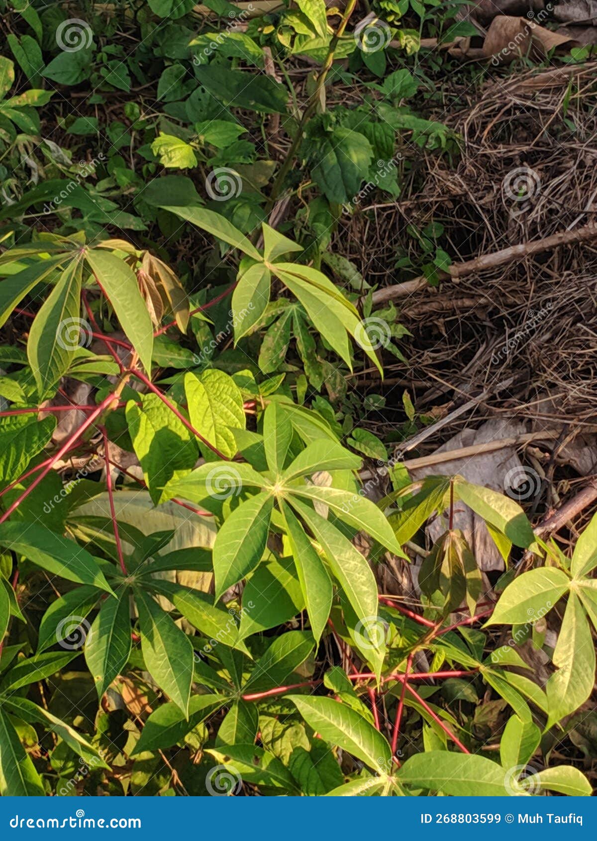 Plants from Indonesia stock image. Image of indonesia - 268803599
