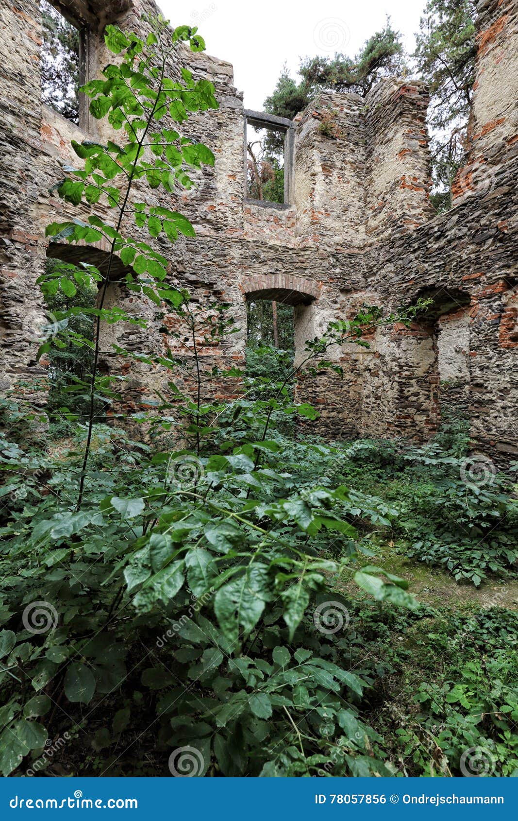 Plants in the Interior of the Ruined Villa Stock Photo - Image of wall ...