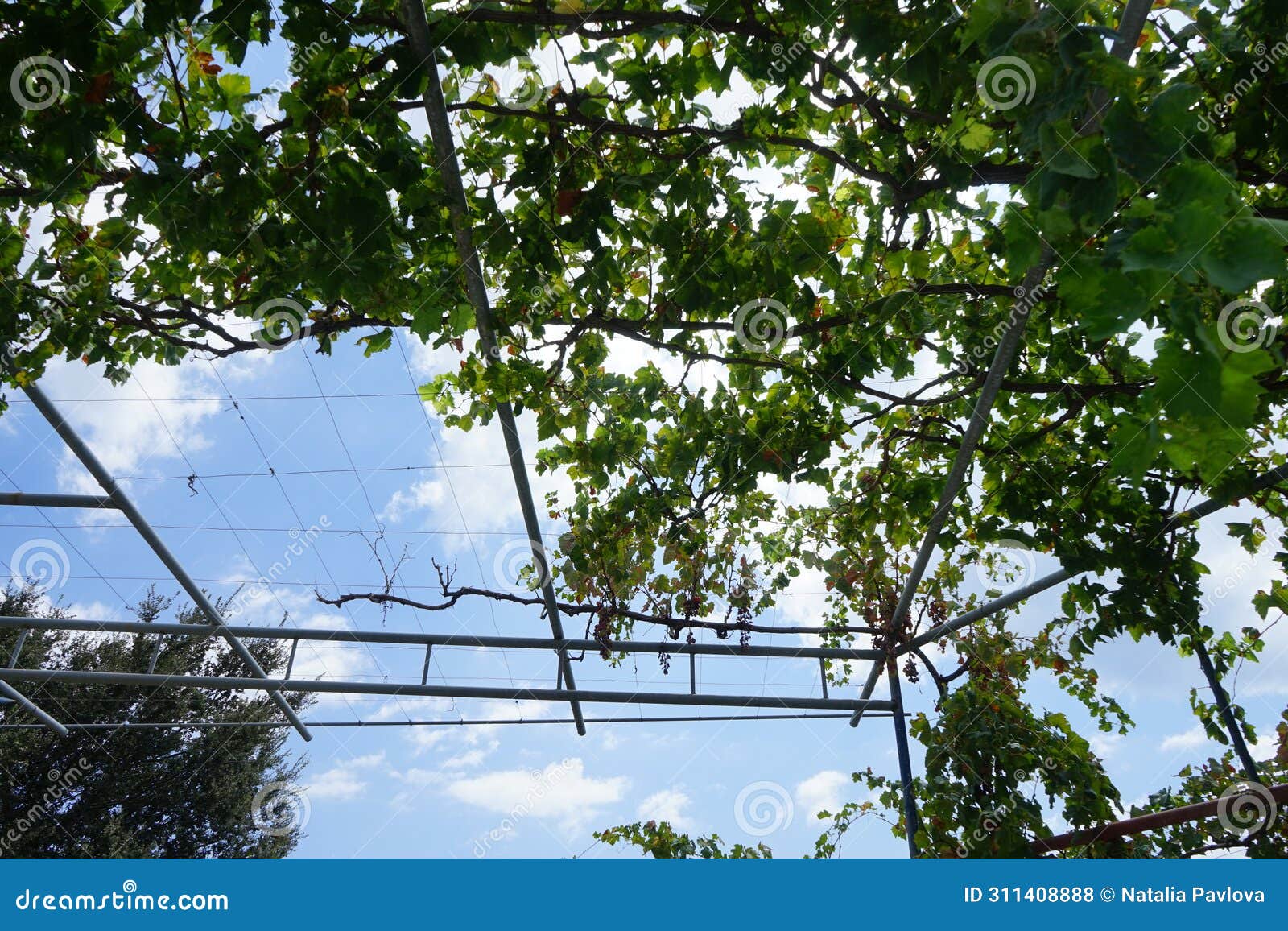 Pink Grape Vitis Vinifera Growing on a Pergola in August. Rhodes Island ... Pink Grape Vitis Vinifera Growing on a Pergola in August. Rhodes Island ...