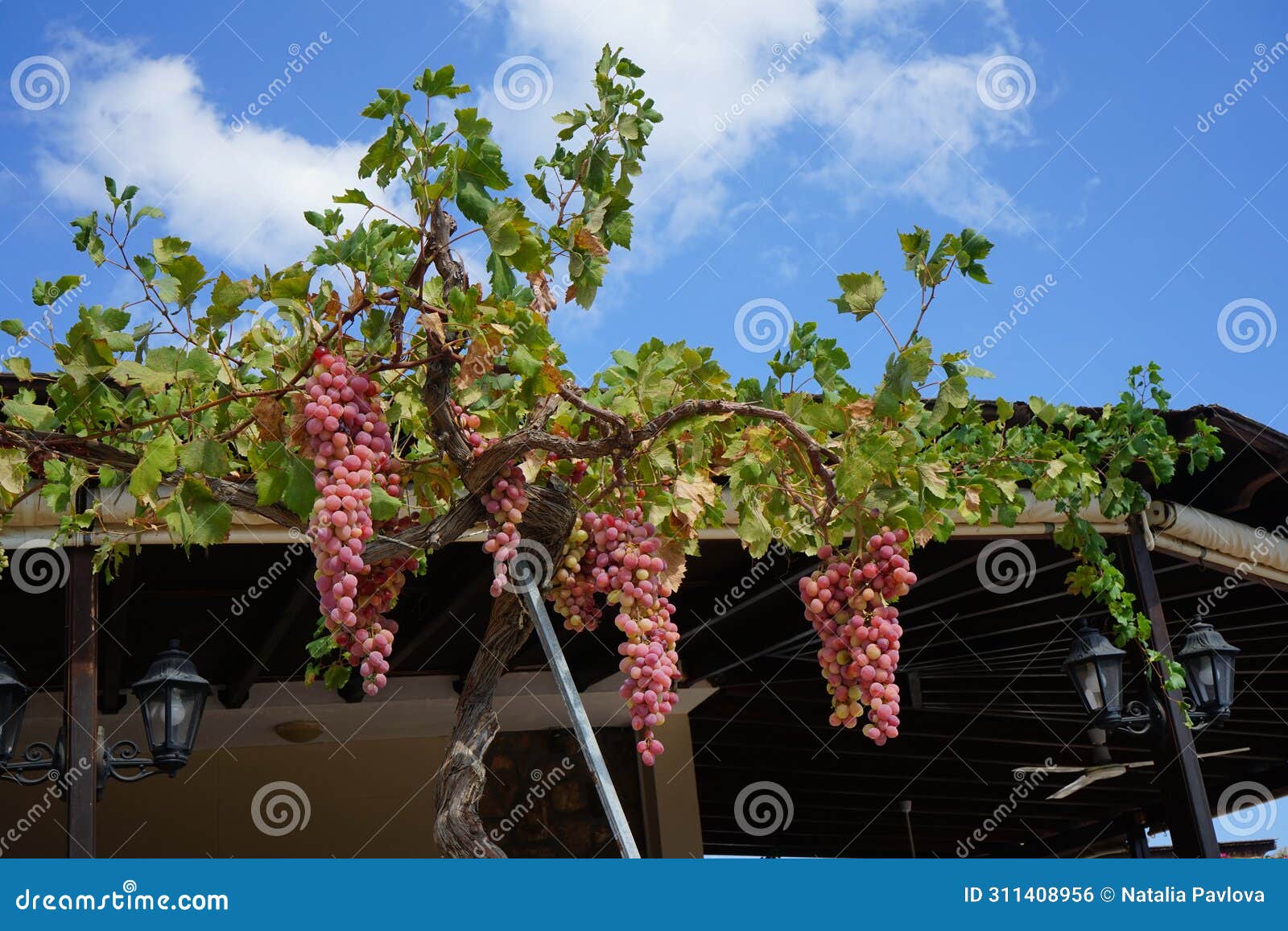 Pink Grape Vitis Vinifera Growing on a Pergola in August. Rhodes Island ... Pink Grape Vitis Vinifera Growing on a Pergola in August. Rhodes Island ...
