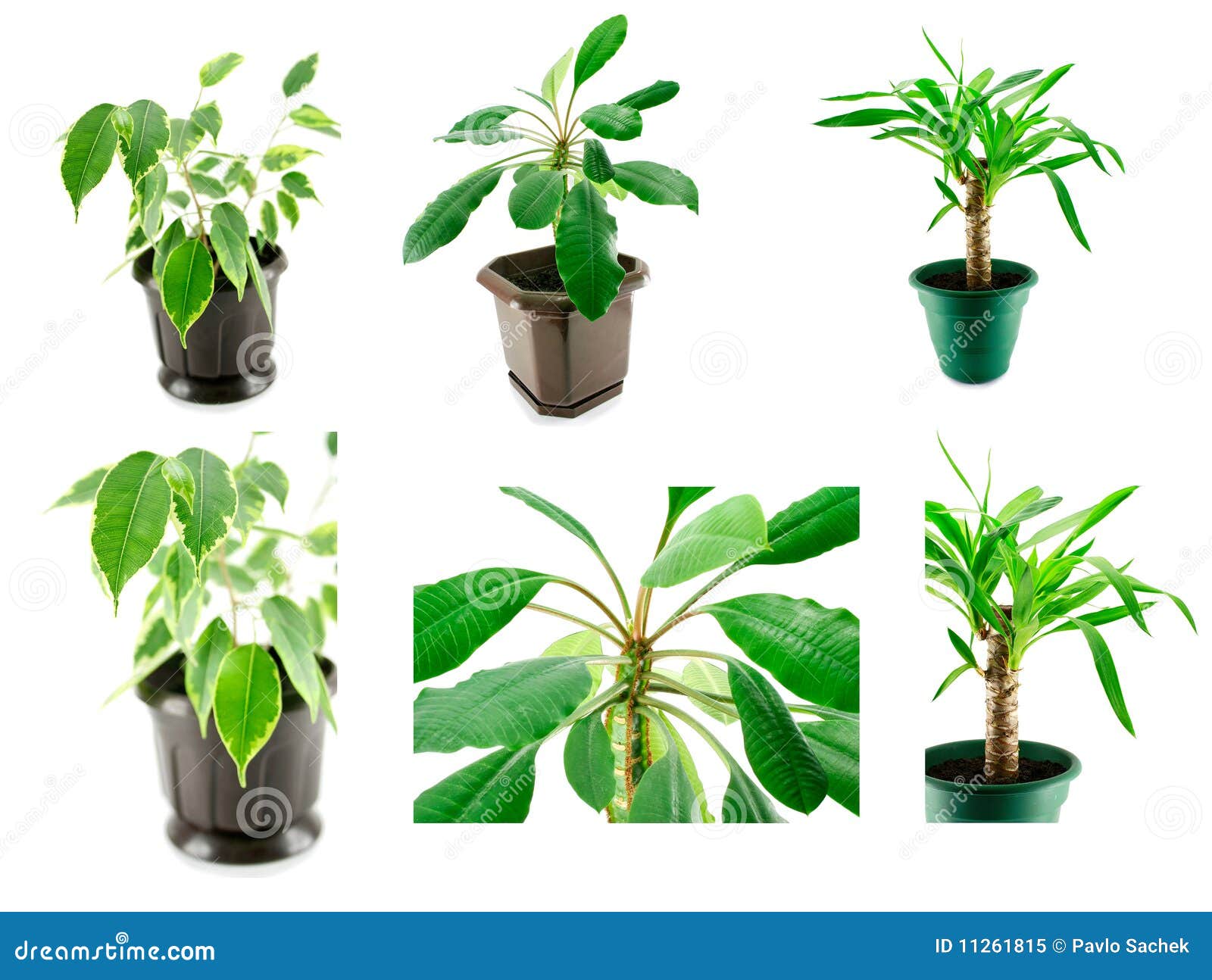 Plants isolated stock image. Image of growth, indian - 11261815