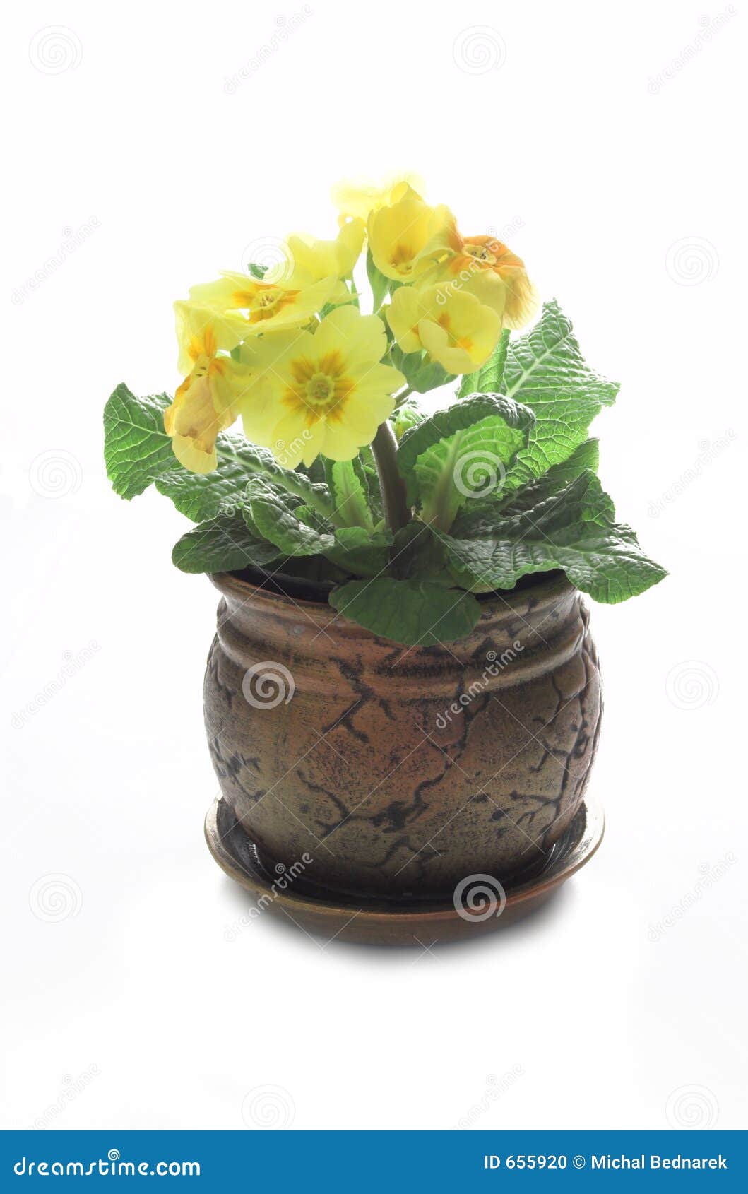 Plants isolated stock photo. Image of closeup, easter, green - 655920