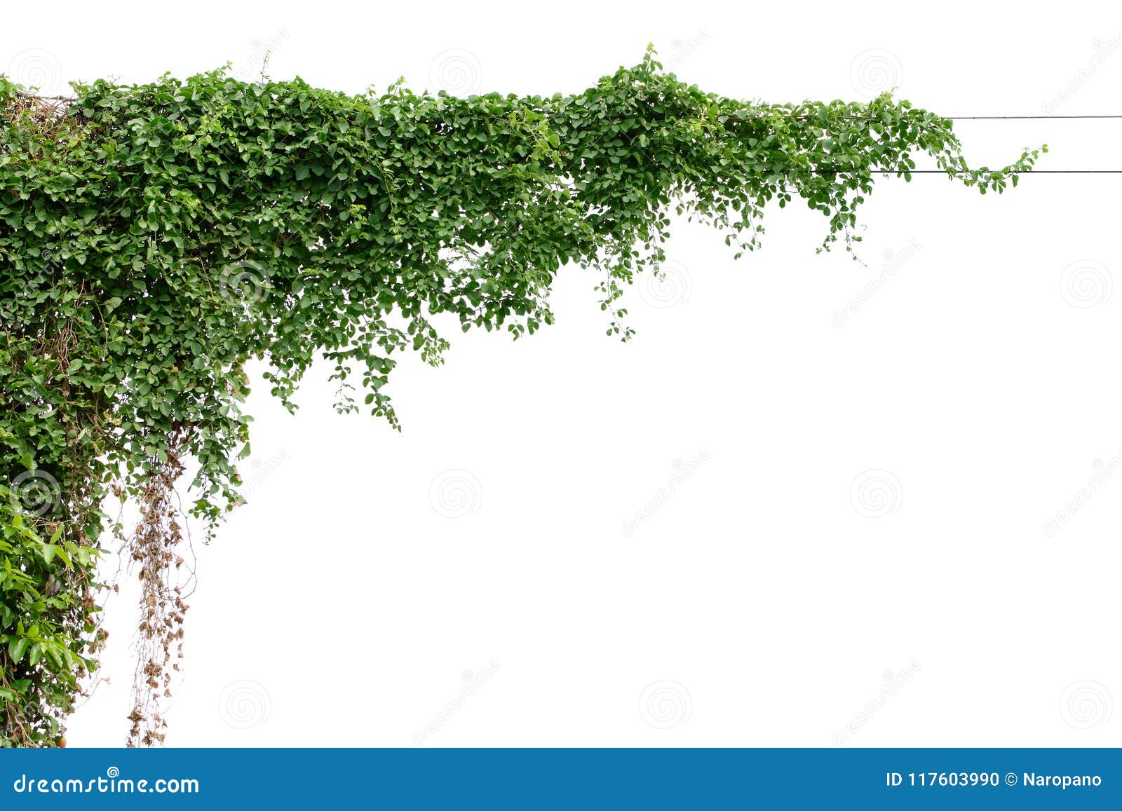 Vines White Background